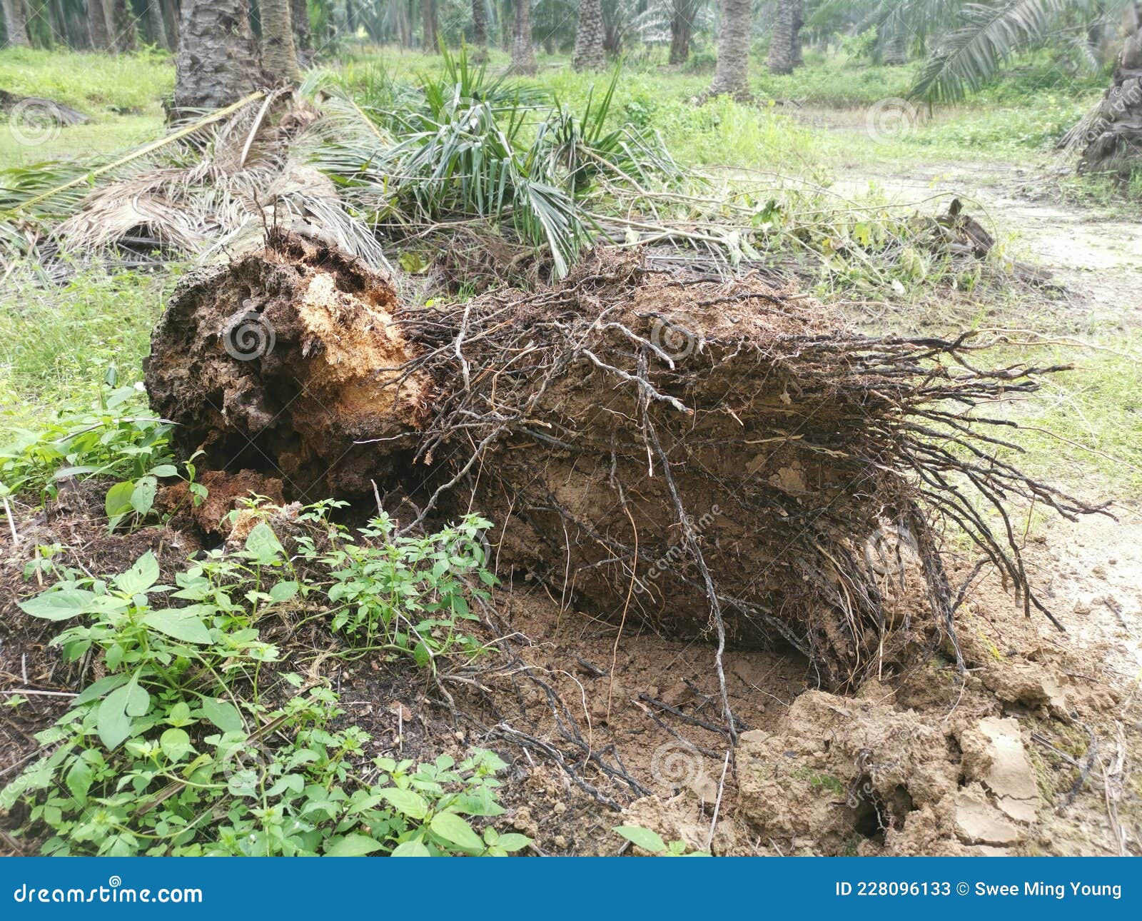 The Fallen Decompose Tree Trunk on the Ground Stock Image - Image of ...