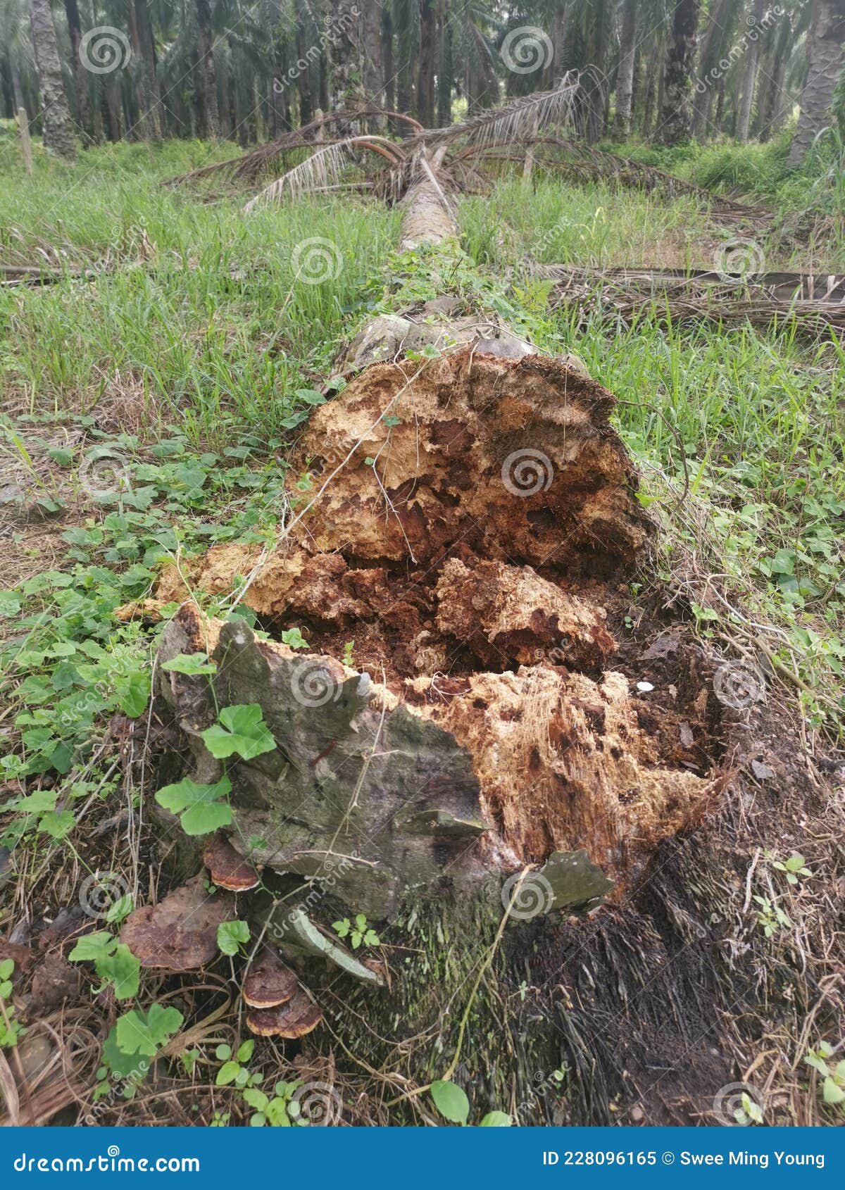 The Fallen Decompose Tree Trunk on the Ground Stock Image - Image of ...