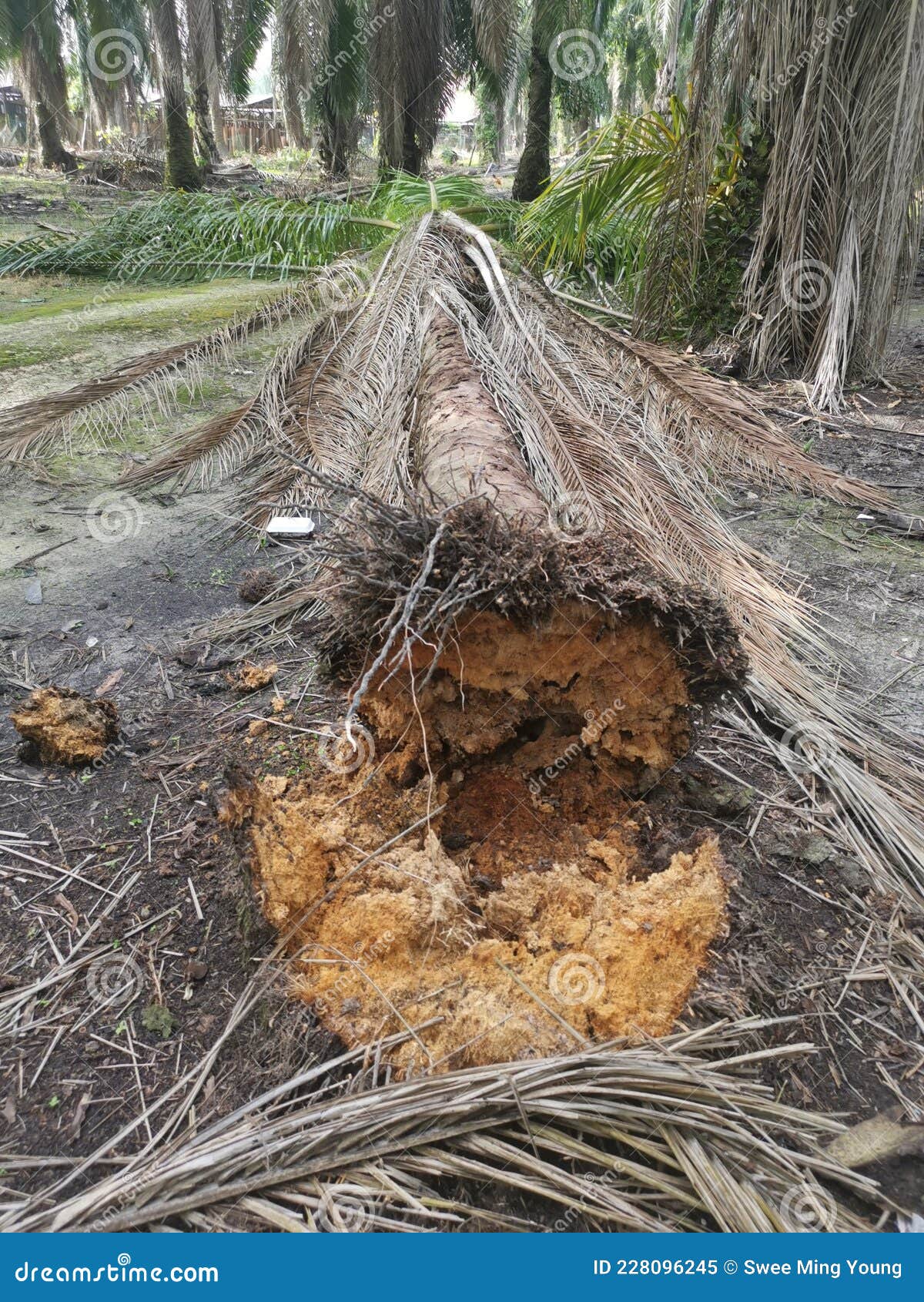 The Fallen Decompose Tree Trunk on the Ground Stock Image - Image of ...