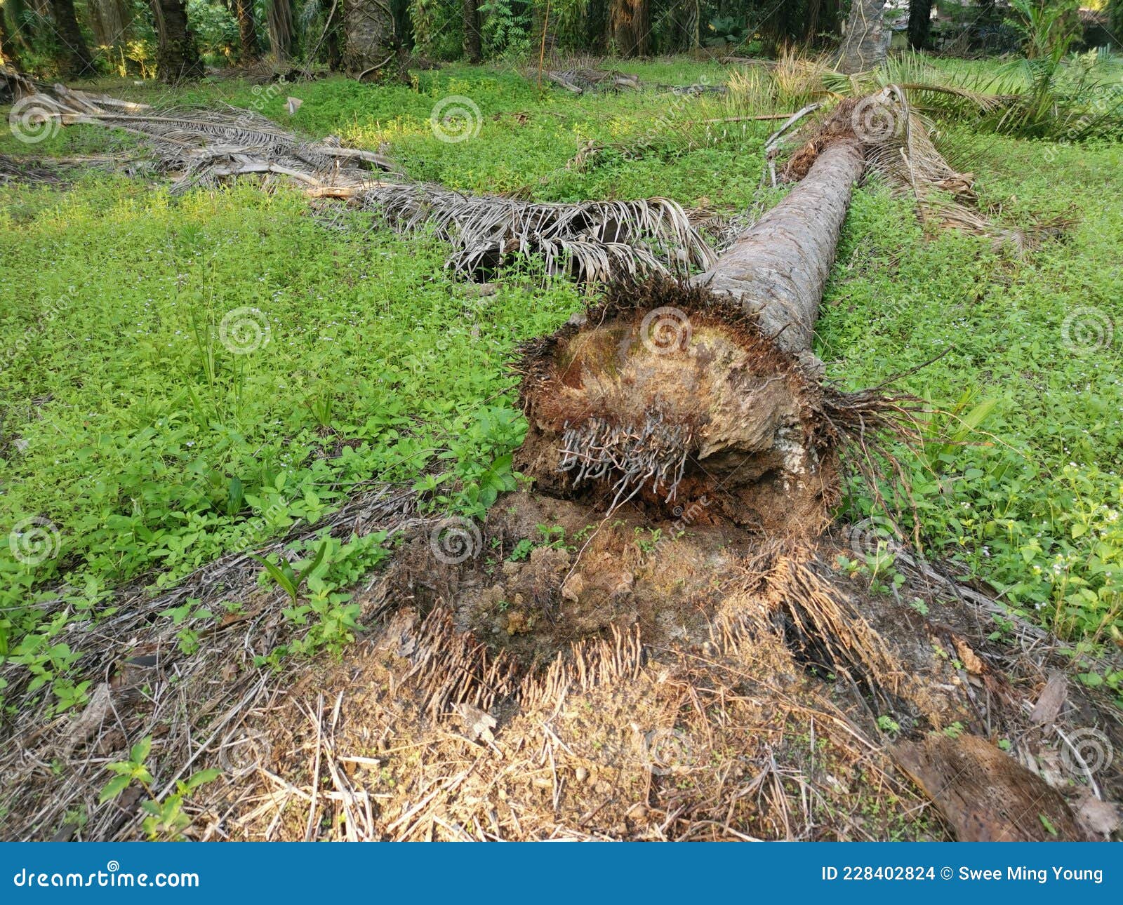 The Fallen Decompose Tree Trunk on the Ground Stock Photo - Image of ...