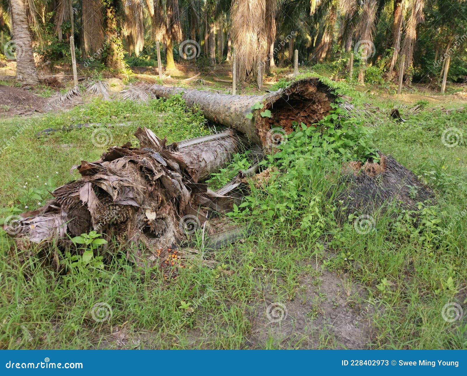 The Fallen Decompose Tree Trunk on the Ground Stock Image - Image of ...