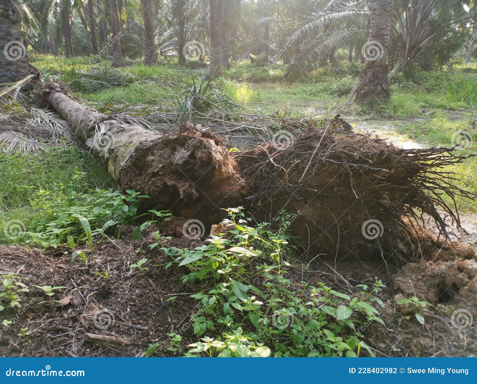 The Fallen Decompose Tree Trunk on the Ground Stock Photo - Image of ...