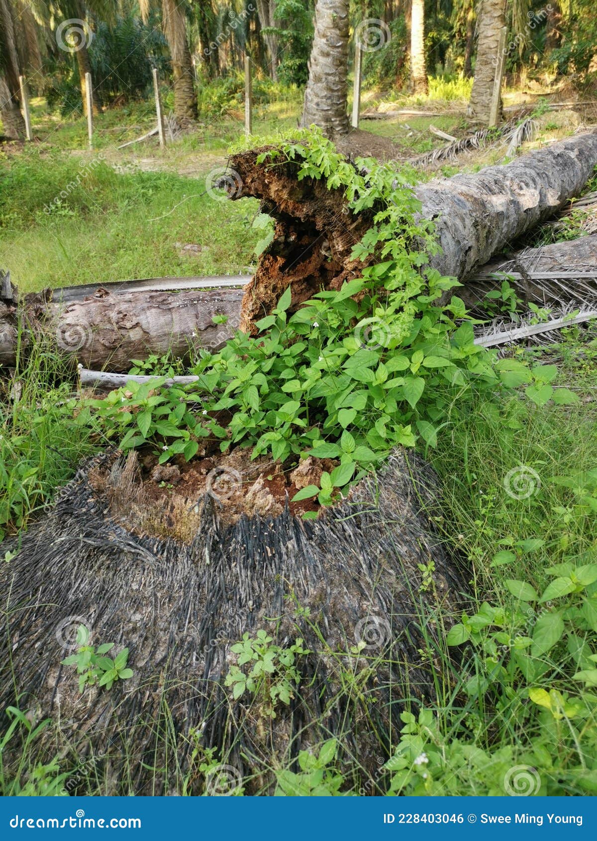 The Fallen Decompose Tree Trunk on the Ground Stock Photo - Image of ...