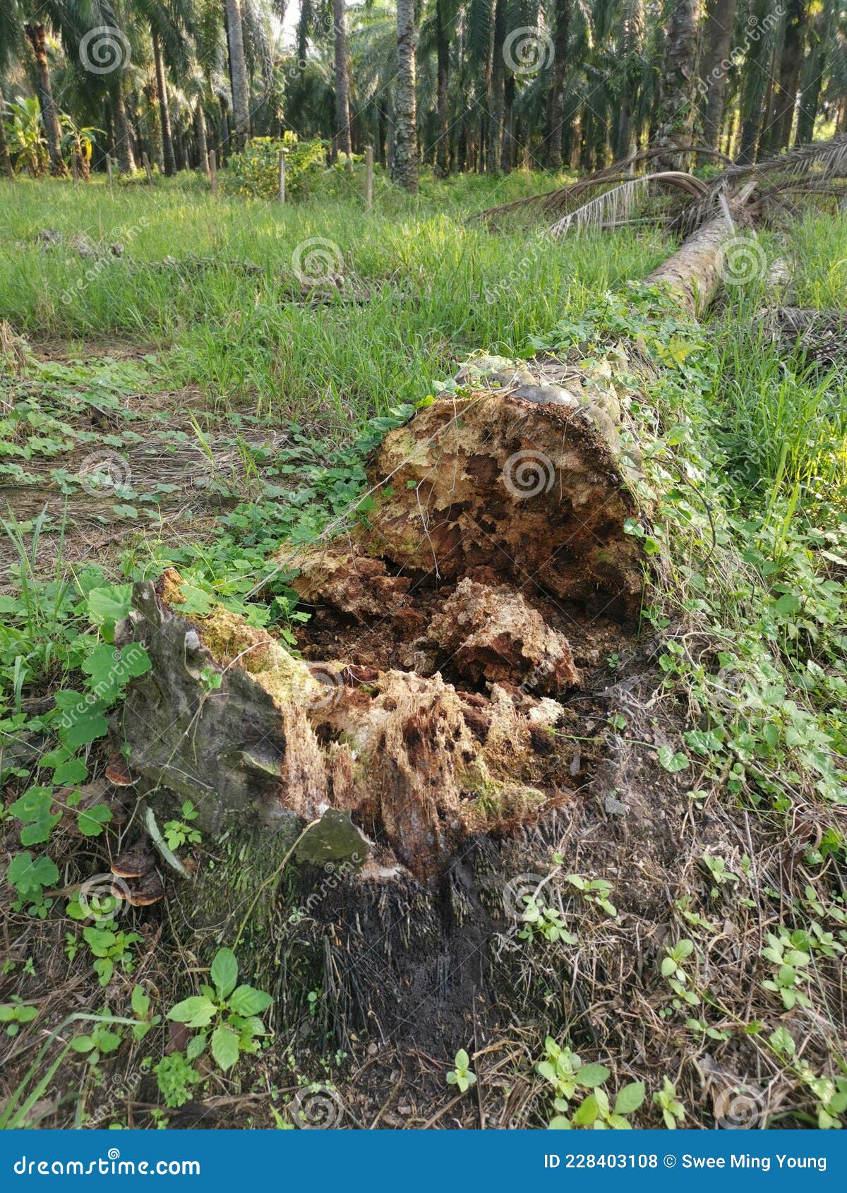 The Fallen Decompose Tree Trunk on the Ground Stock Photo - Image of ...