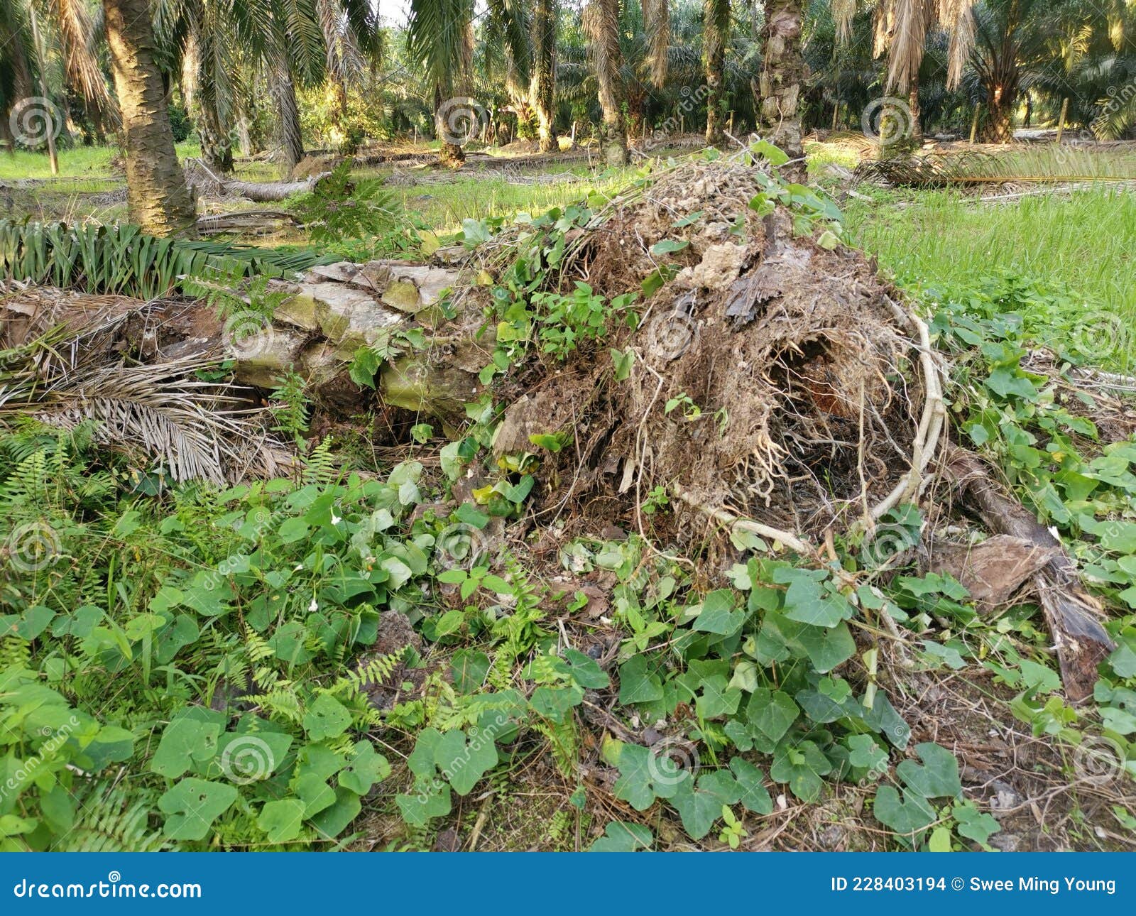 The Fallen Decompose Tree Trunk on the Ground Stock Photo - Image of ...