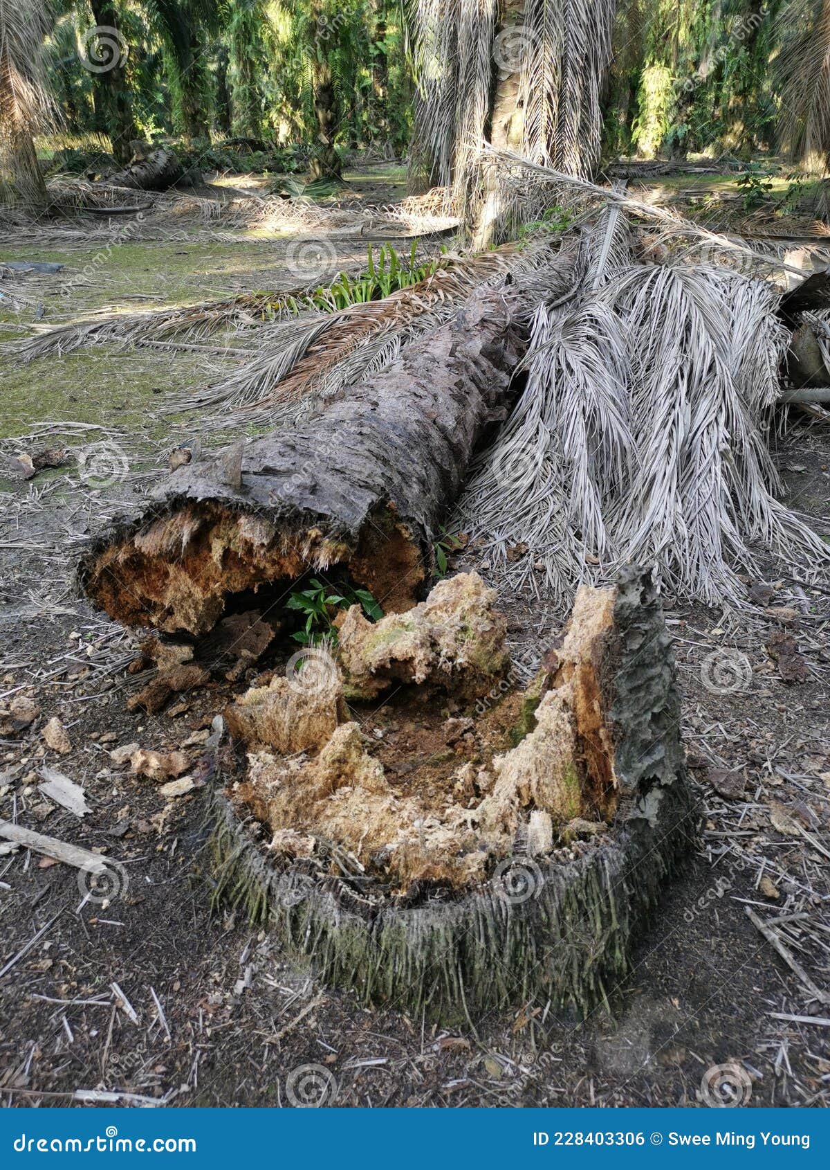 The Fallen Decompose Tree Trunk on the Ground Stock Photo - Image of ...