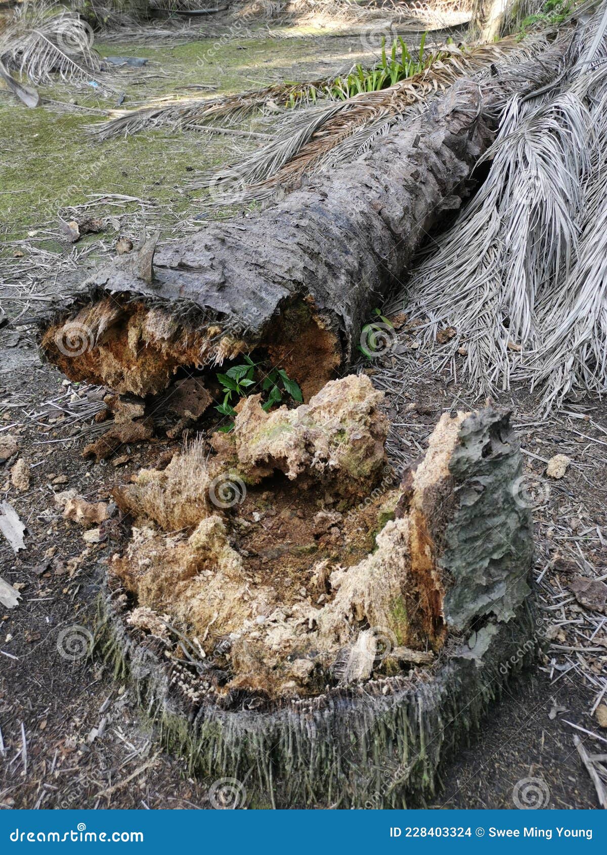 The Fallen Decompose Tree Trunk on the Ground Stock Photo - Image of ...