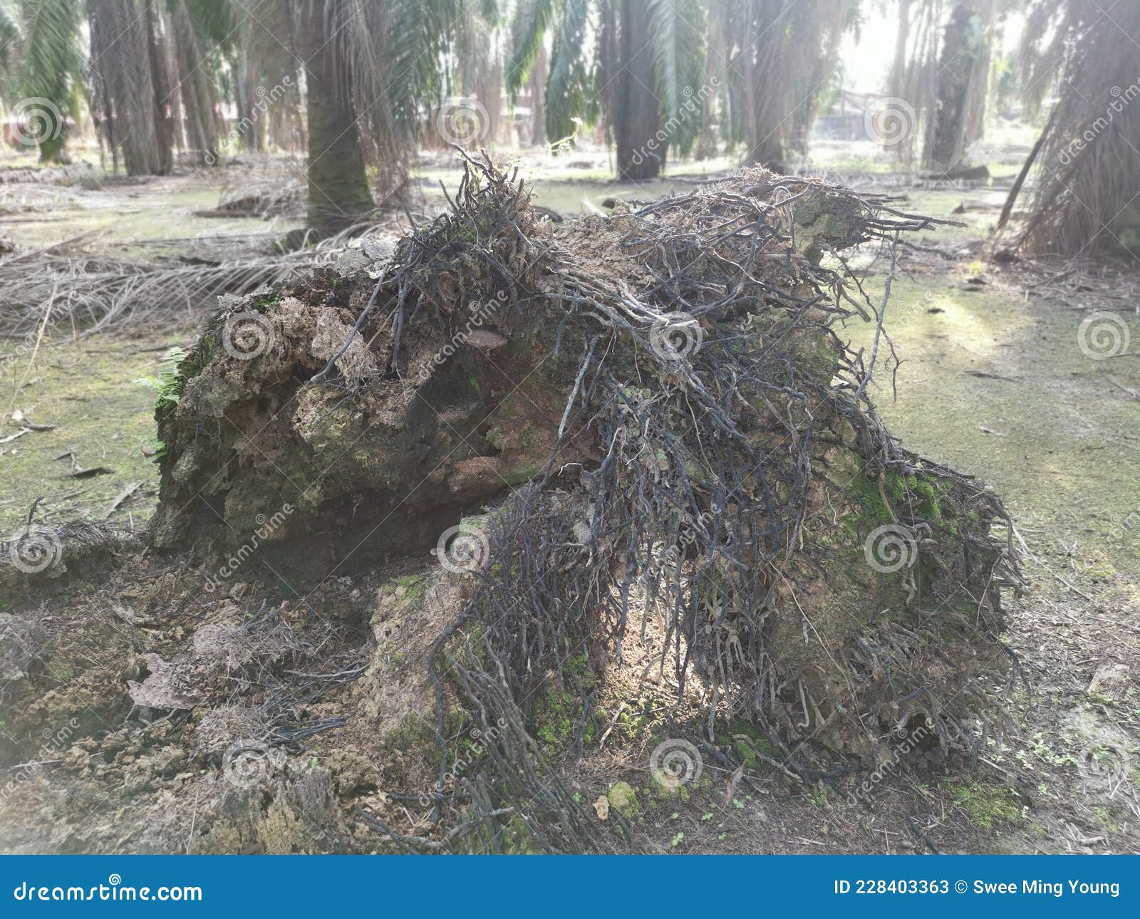 The Fallen Decompose Tree Trunk on the Ground Stock Image - Image of ...