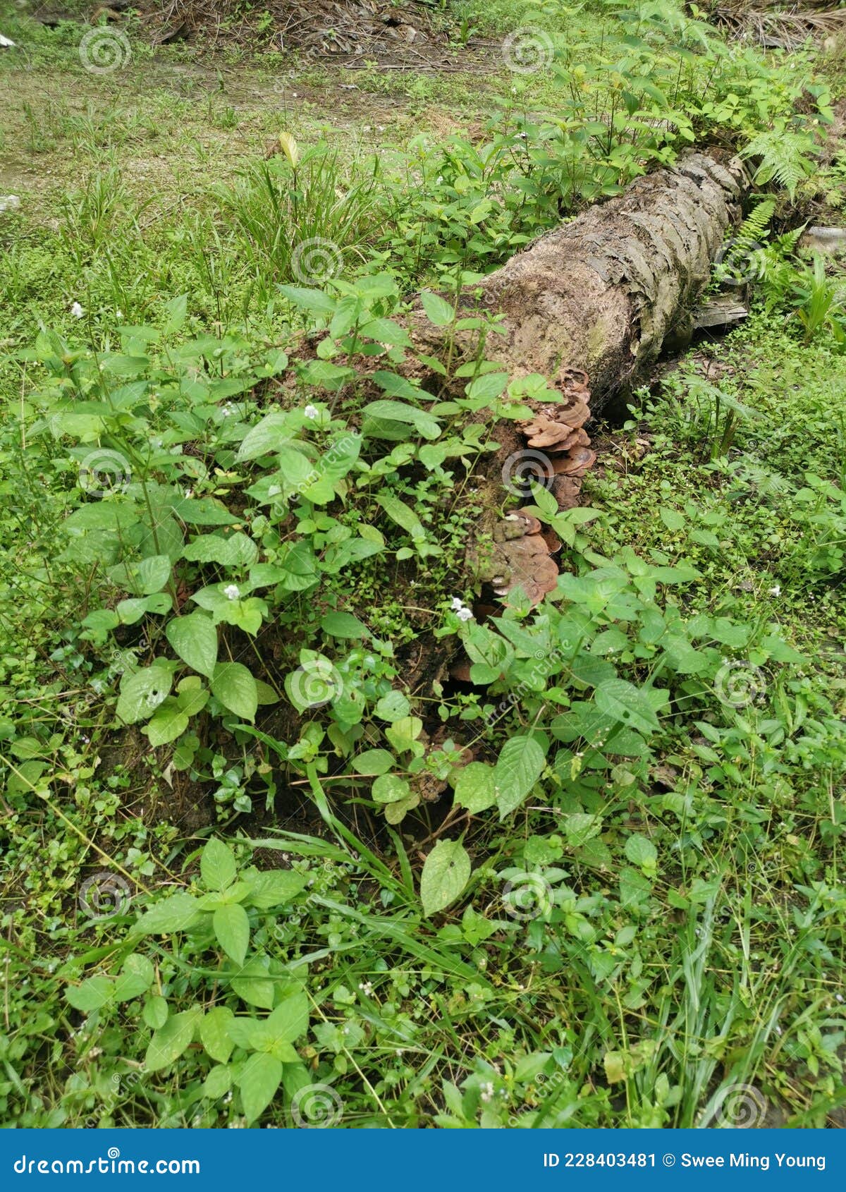 The Fallen Decompose Tree Trunk on the Ground Stock Image - Image of ...