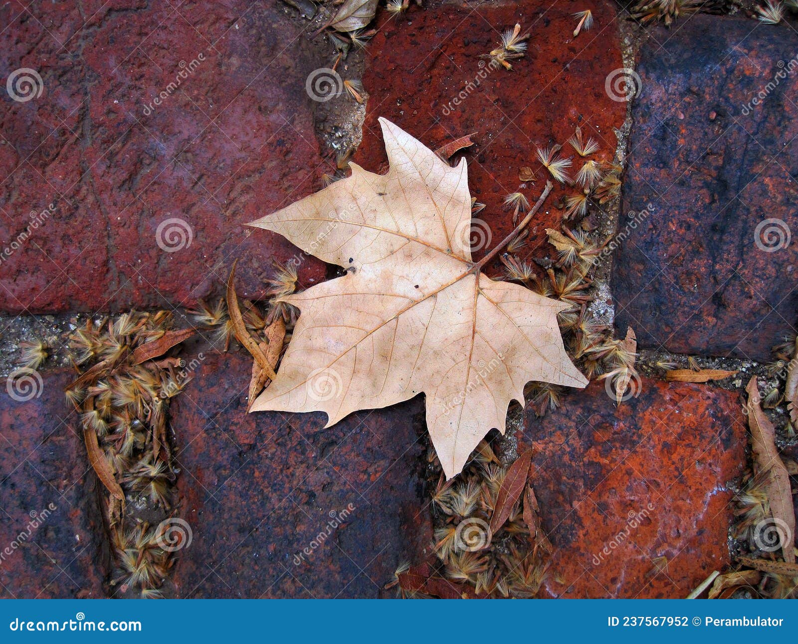 PLANE TREE LEAF and SEED TUFTS Stock Photo - Image of bright, tree ...