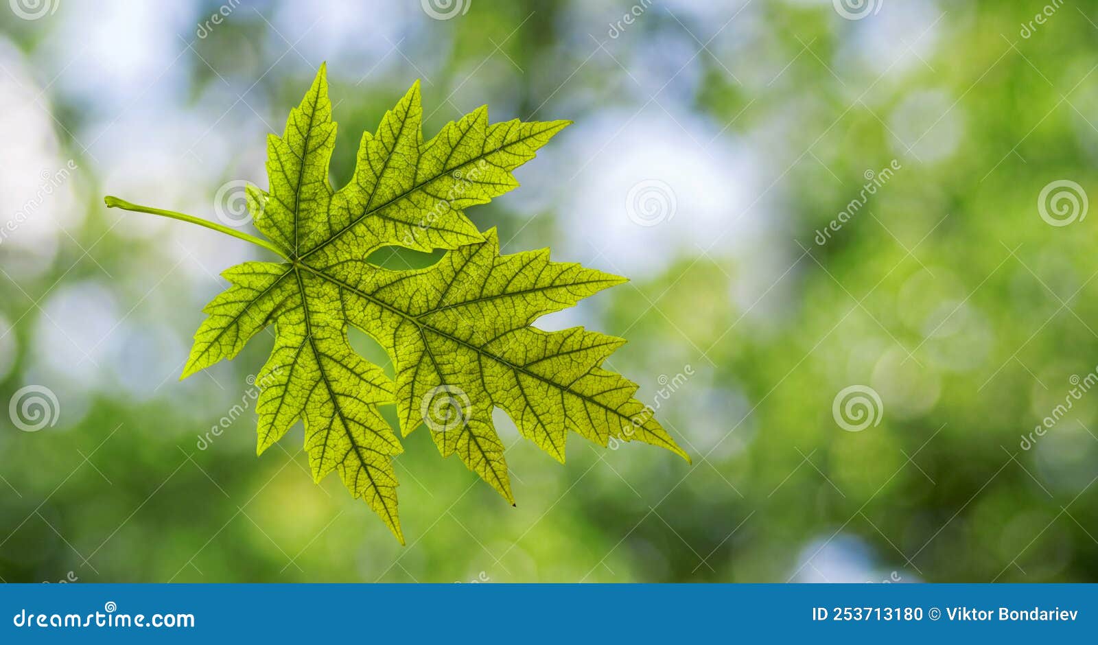 Image of Falling Maple Leaves in Autumn Stock Photo - Image of flag ...
