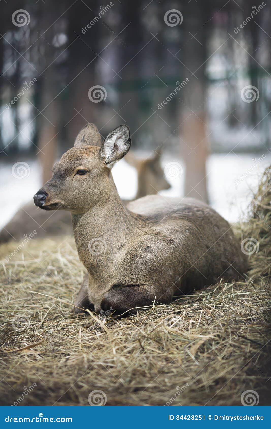 Image of Fallow Deer in Forest Landscape in Winter with Snow on Ground ...