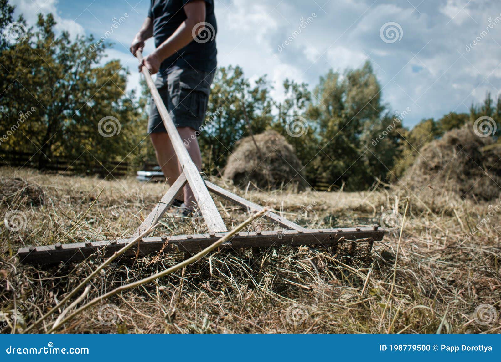 Middle-aged Farmer Making a Haystack with a Pitchfork for the Winter on ...