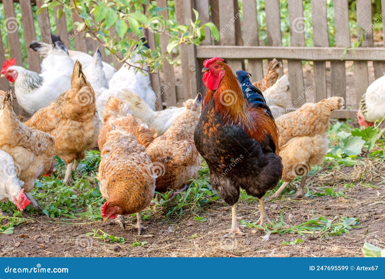 Feathered Chicken and Rooster on Grazing Stock Image - Image of farm ...