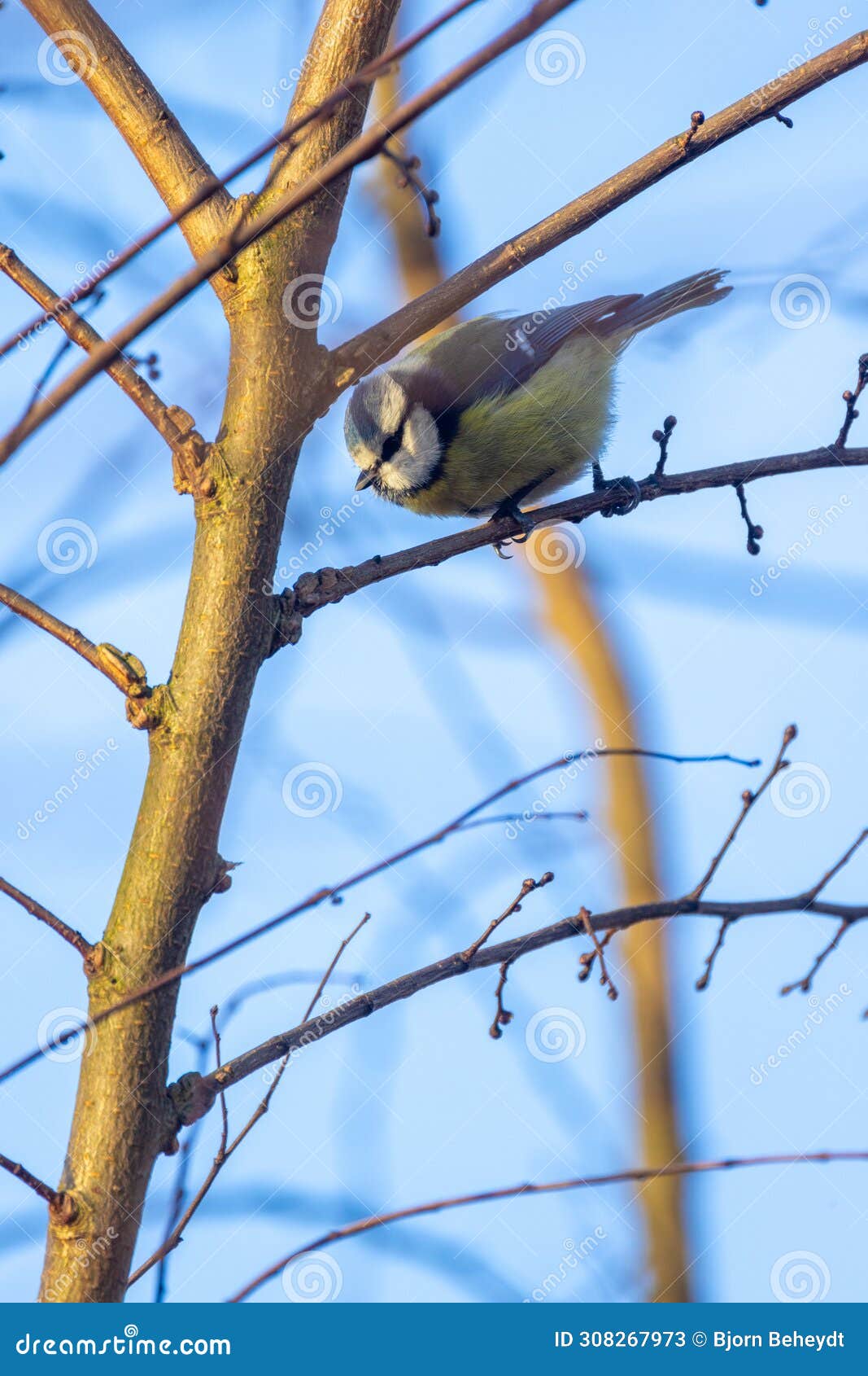 Blue Tit Perched on a Bare Branch Stock Image - Image of species ...