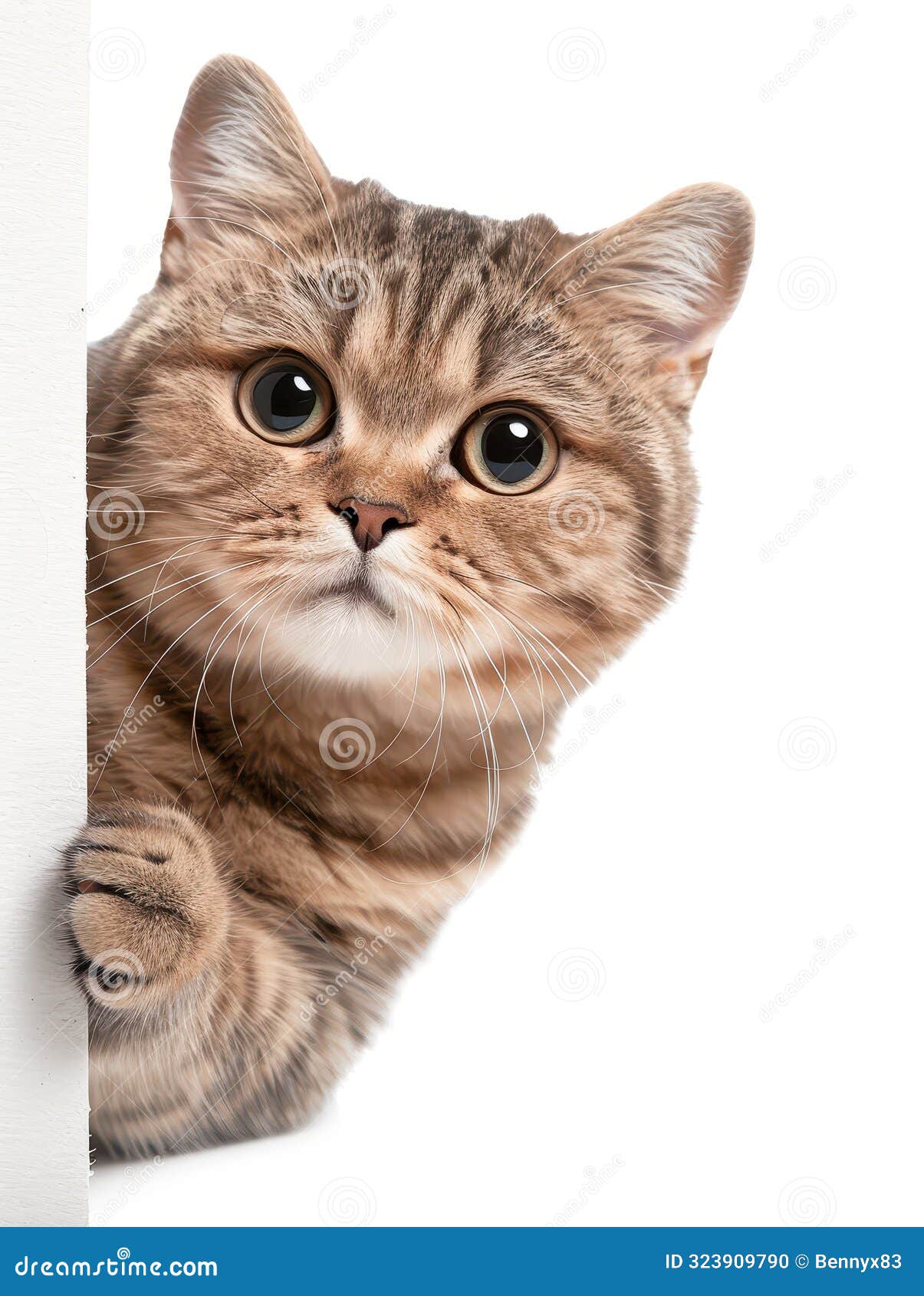 Curious Cat Peeking from Behind a Wall Stock Illustration - Illustration of eyes, brown: 323909790