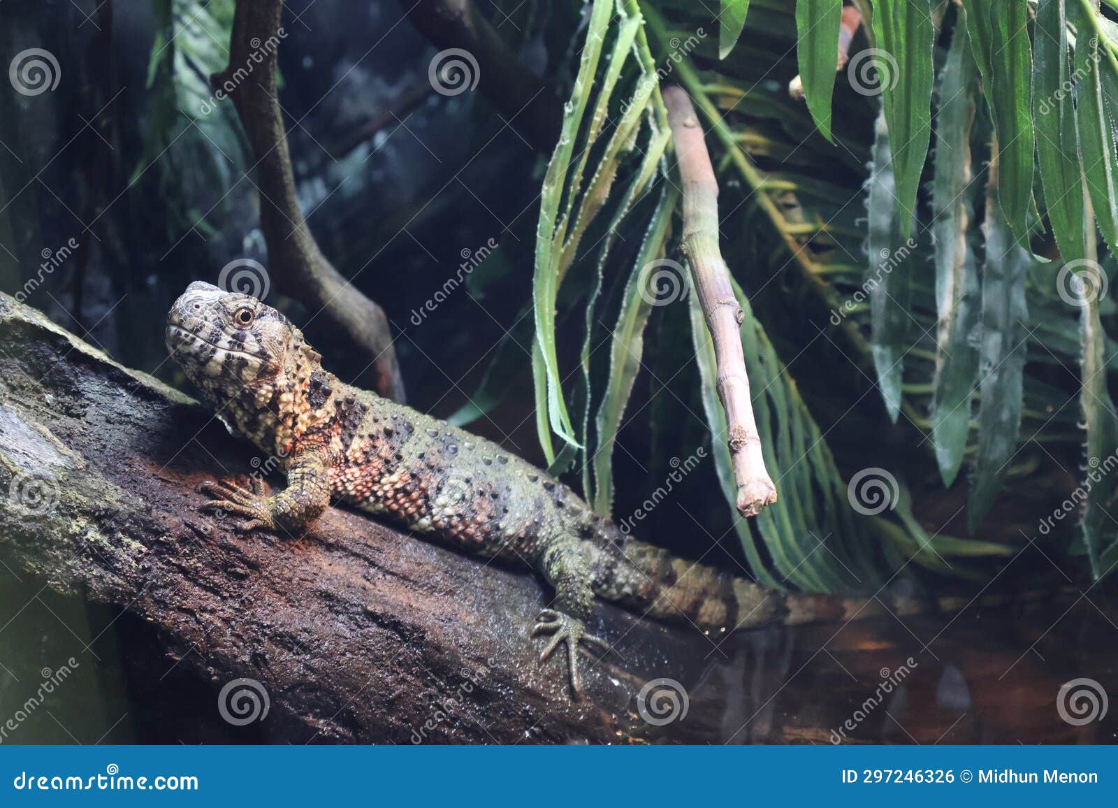 Chinese Crocodile Lizard (Shinisaurus Crocodilurus) on a Tree Branch ...