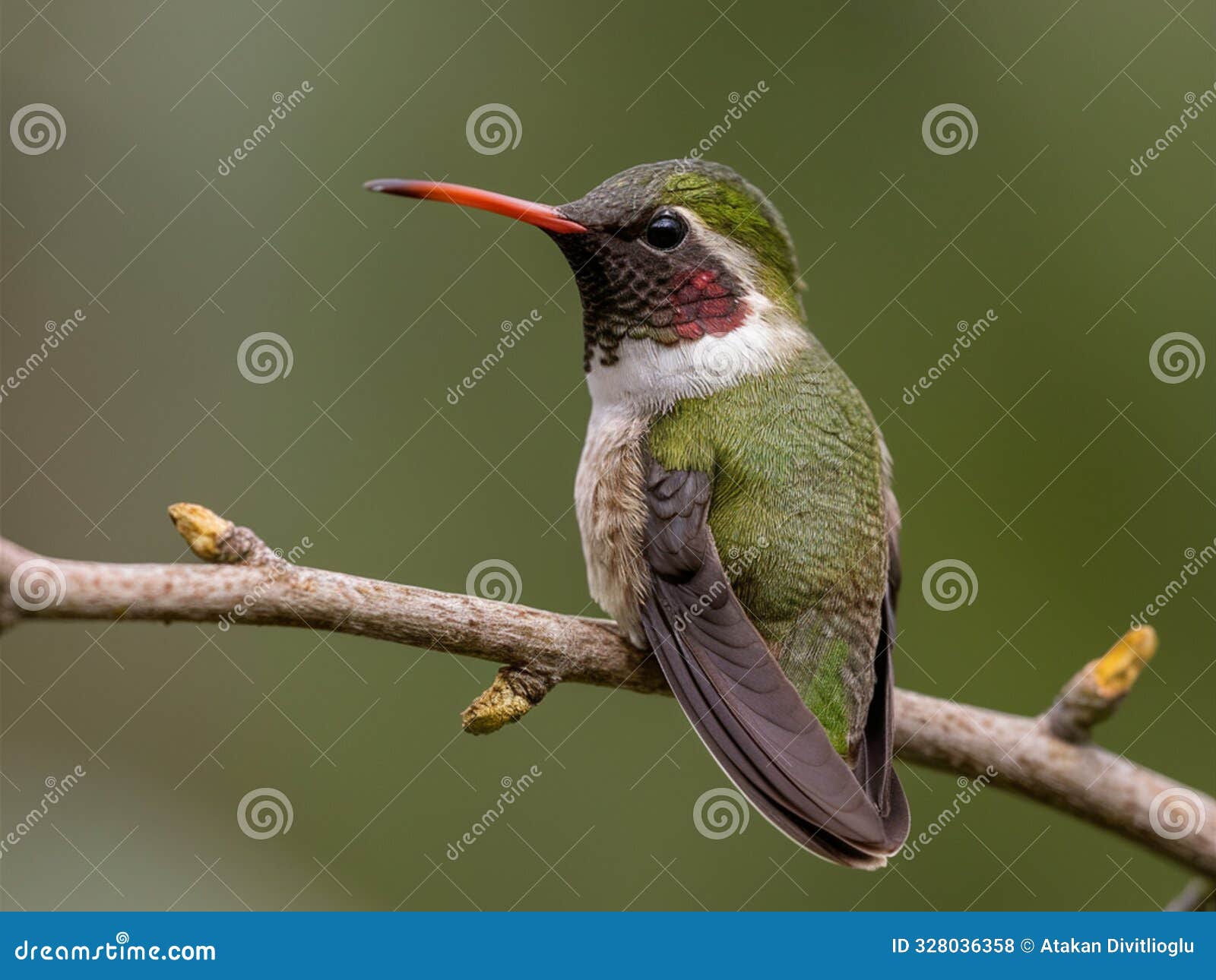 The Image Features a Hummingbird Perched on a Branch Stock Photo ...