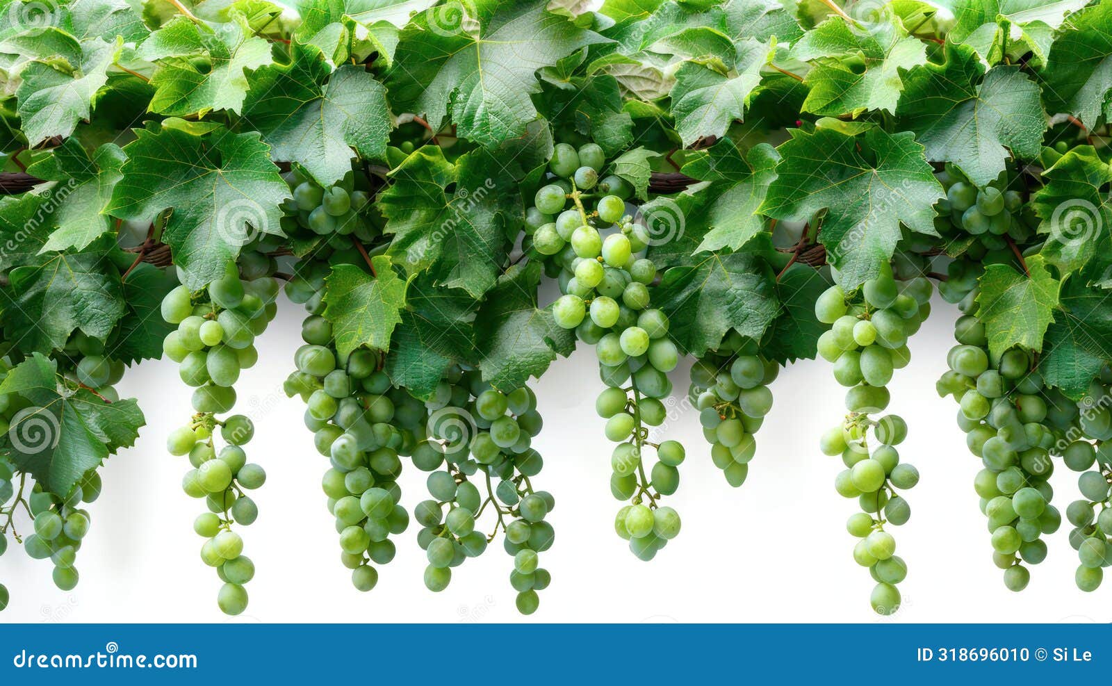 Isolated Fresh Grapevine Border for Natural and Rustic Design Projects ...