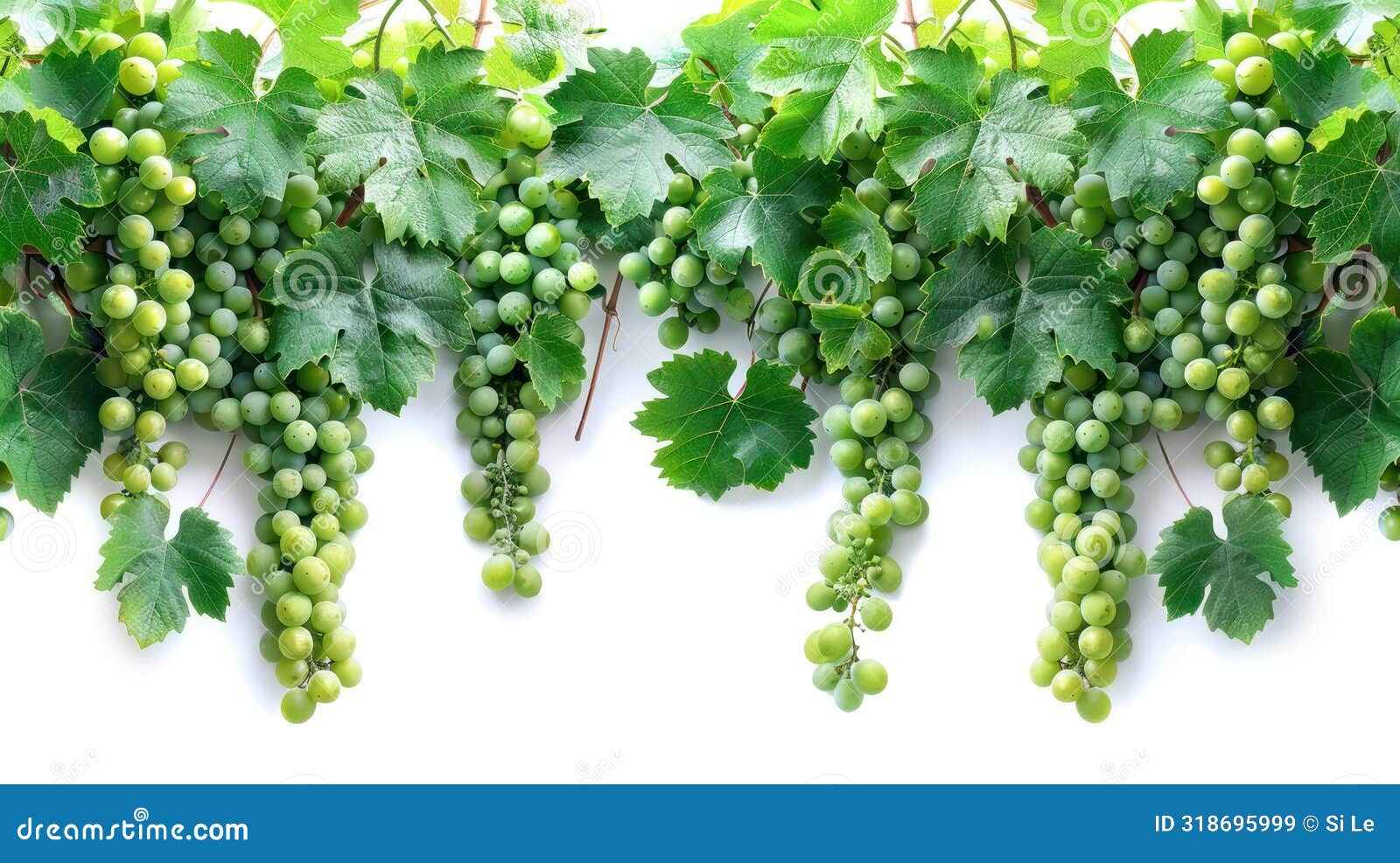 Isolated Fresh Grapevine Border for Natural and Rustic Design Projects ...