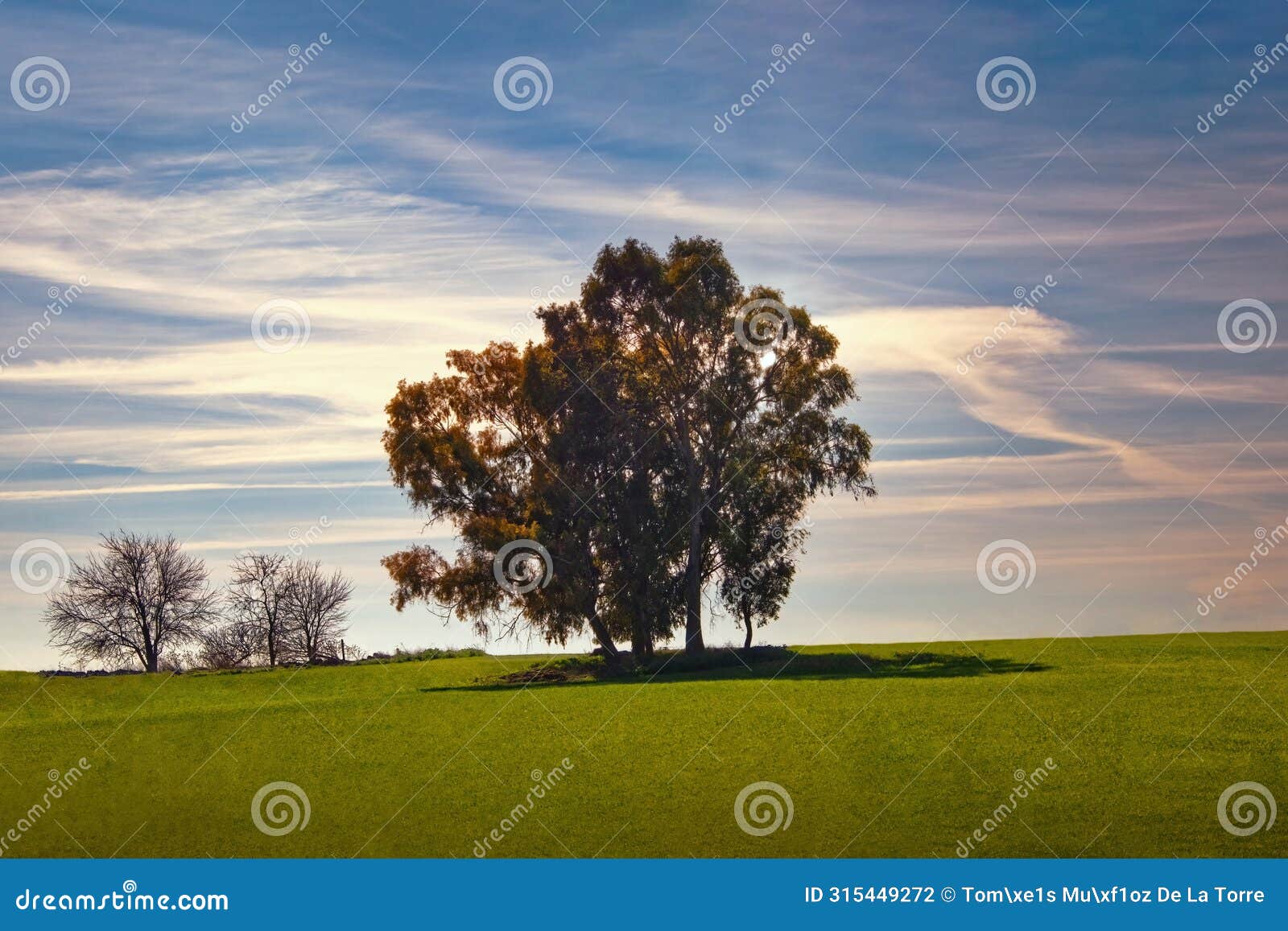 Solitary Sentinel: a Lone Tree’s Skyward Dance Stock Photo - Image of ...