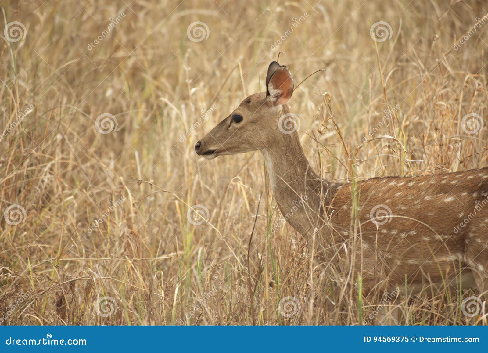 Image Featuring Deer in Grassland. Stock Image - Image of wild ...