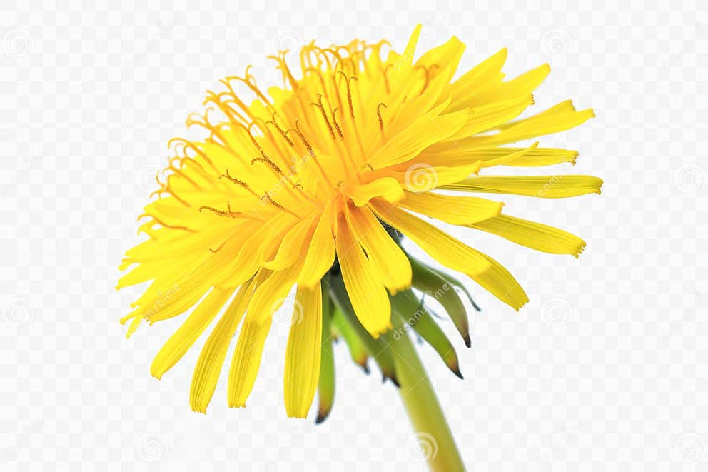 An Image Featuring a Detailed View of a Dandelion Set Against a Plain ...