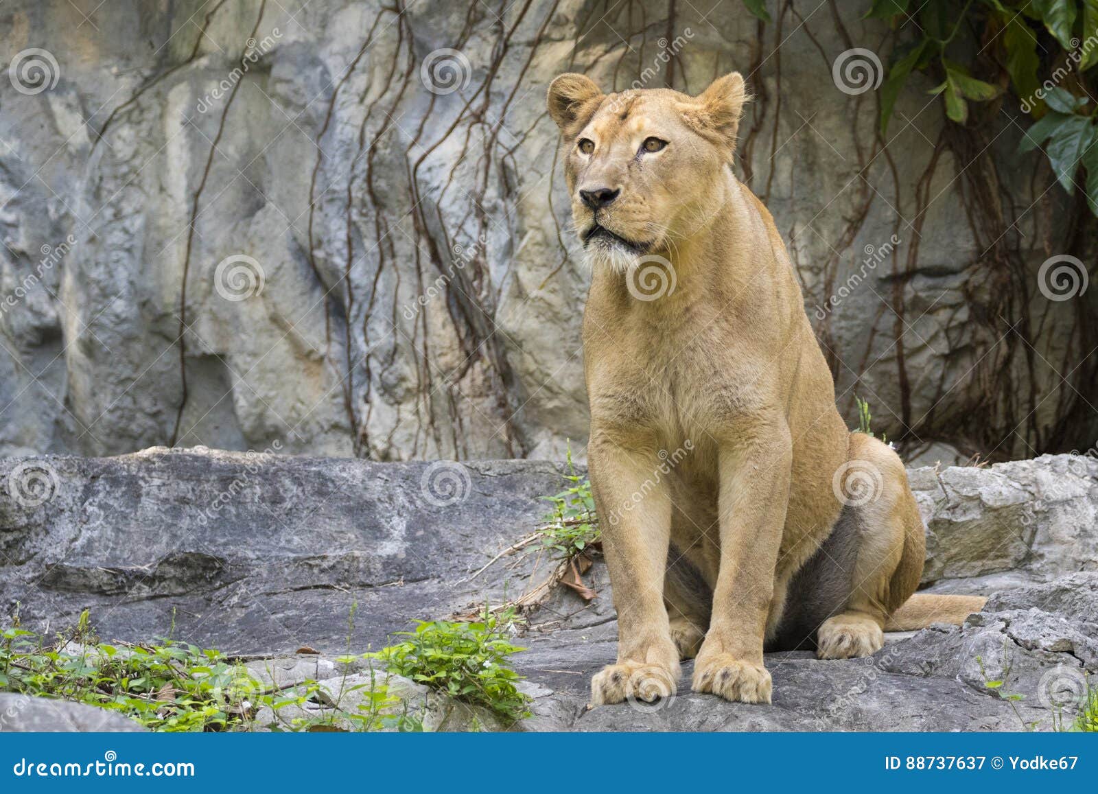 Image of a Female Lion on Nature Background. Stock Image - Image of ...