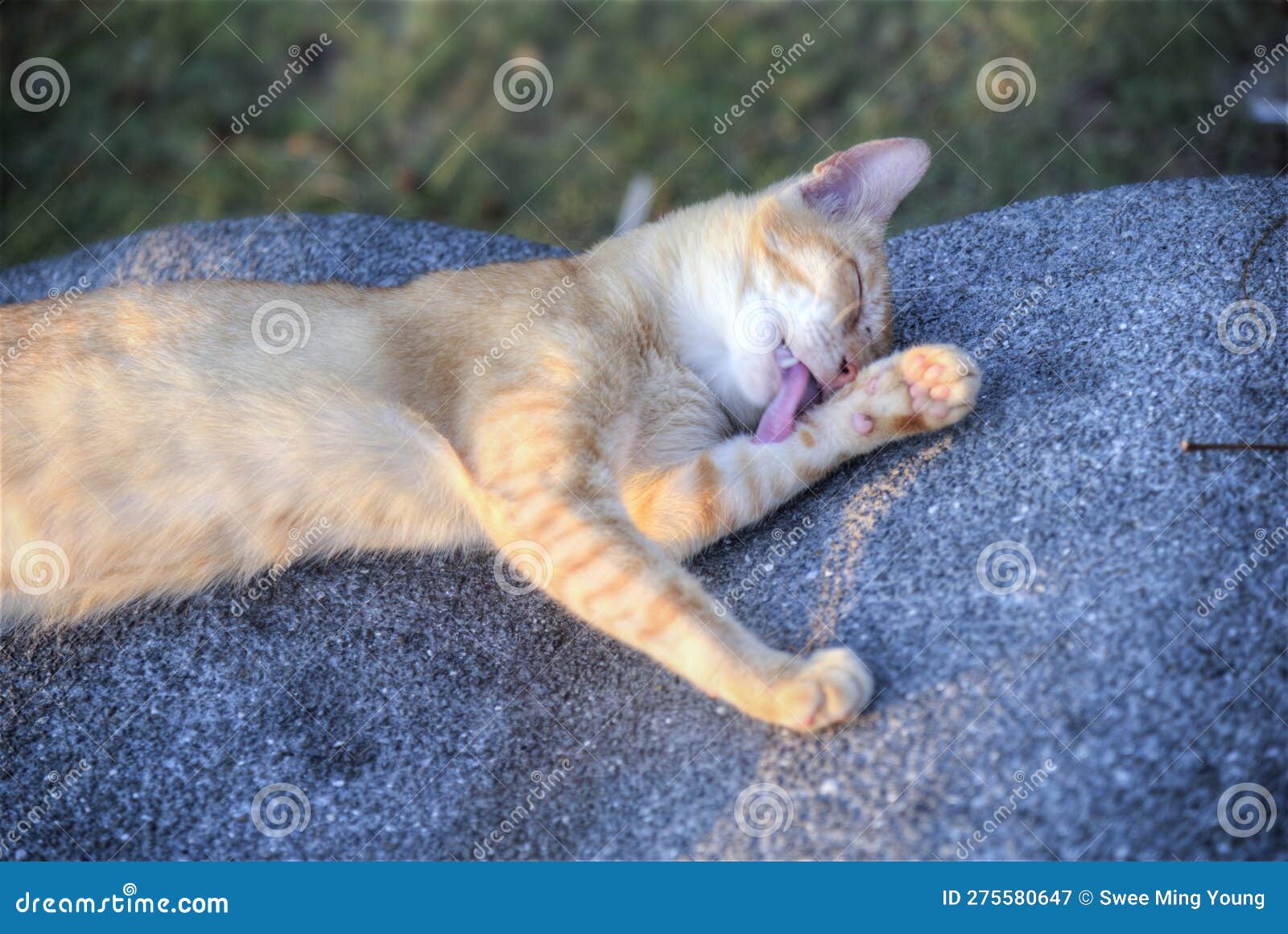 Cat Grooming after a Nice Evening Nap. Stock Image - Image of sleep ...