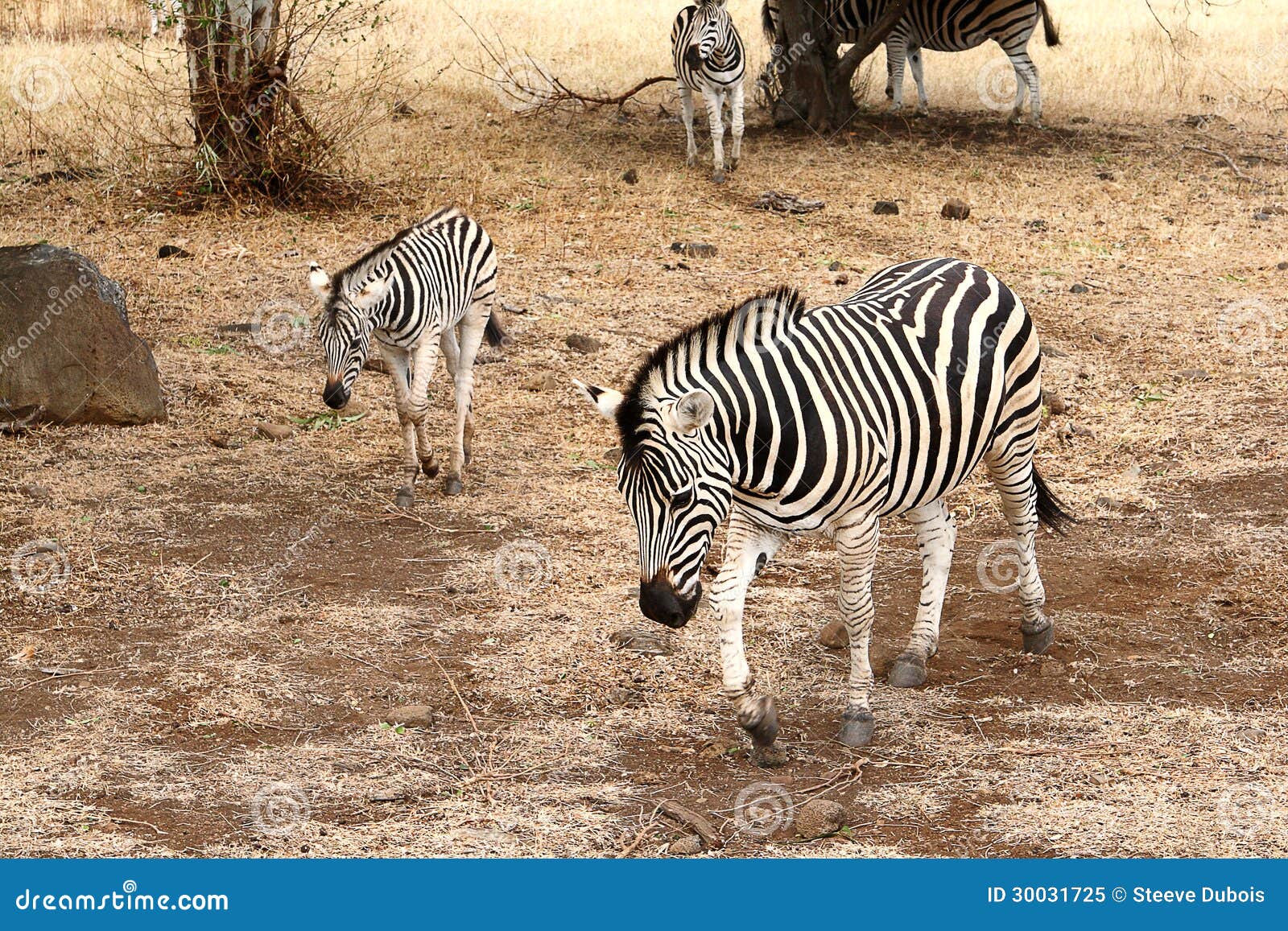 Female Zebra And Its Young Stock Image | CartoonDealer.com #29973271