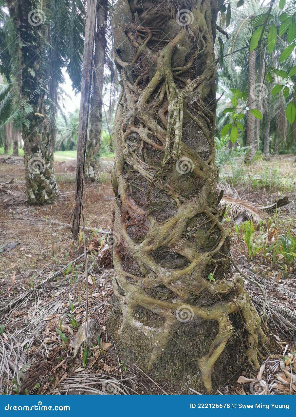 Ficus Microcarpa Root Crawling Around the Palm Trunk. Stock Photo ...