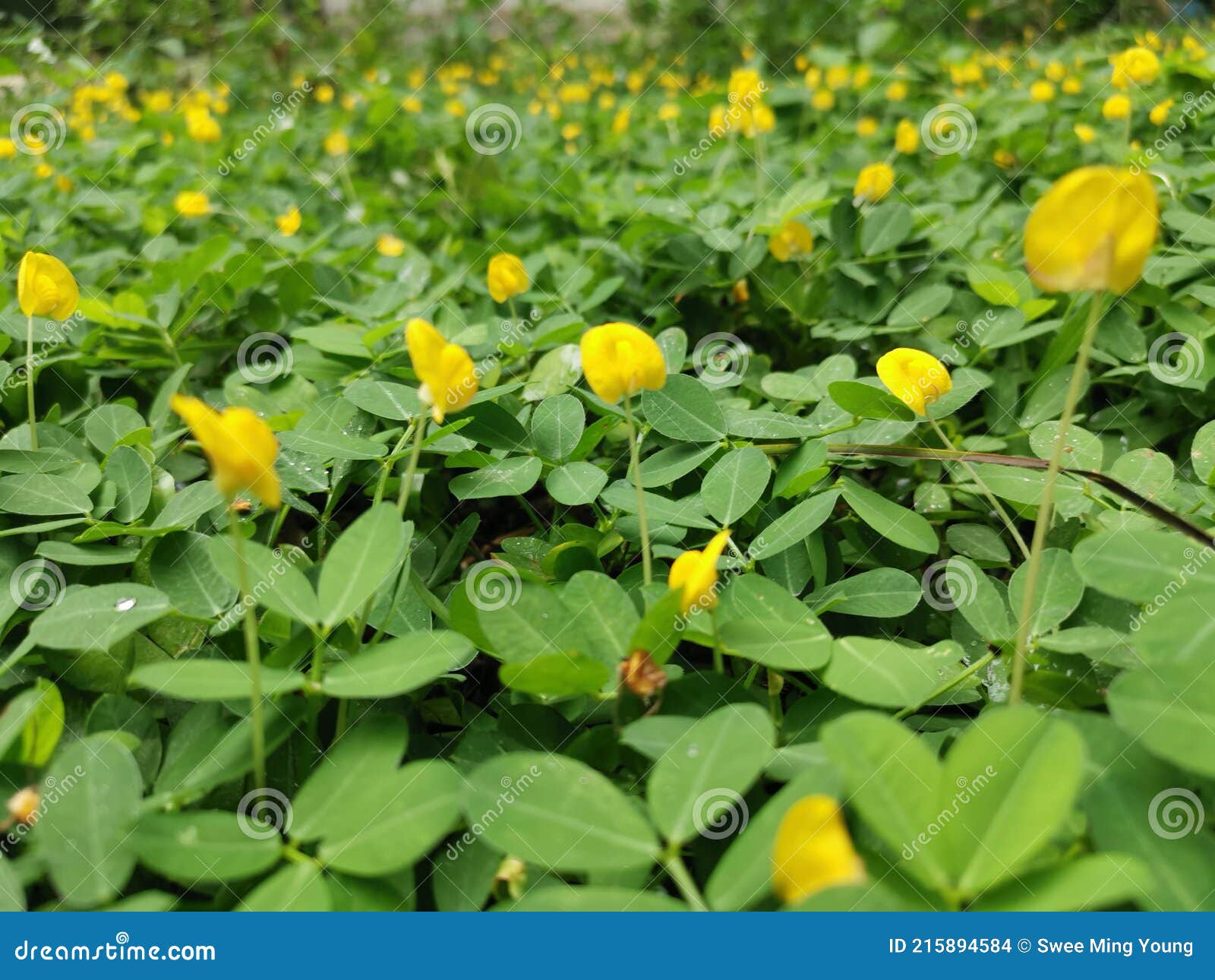 Field Full of Tiny Arachis Pintoi Flower. Stock Photo - Image of ...
