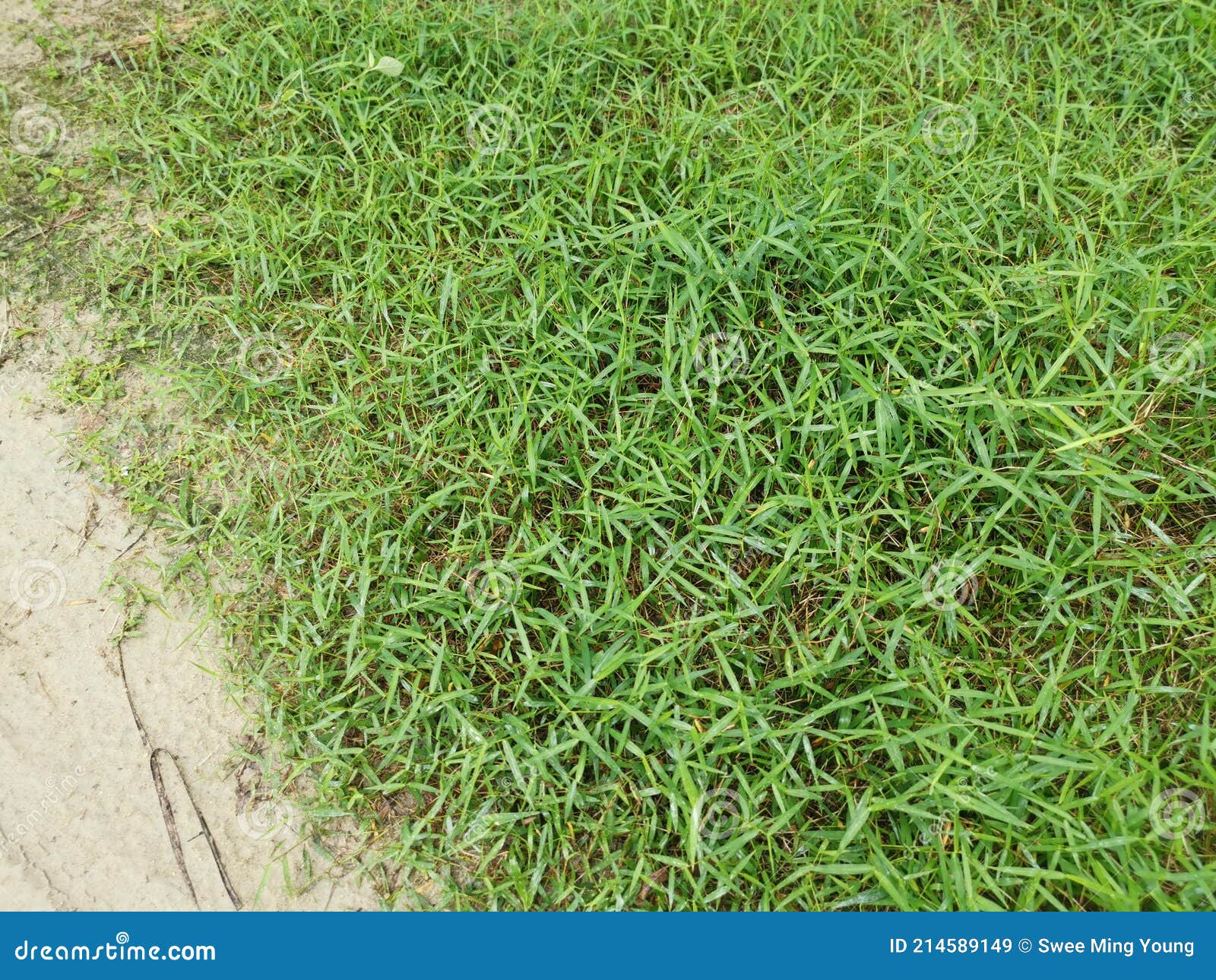 Field Full of Wild Dynodon Dactylon Grass Stock Image - Image of land ...