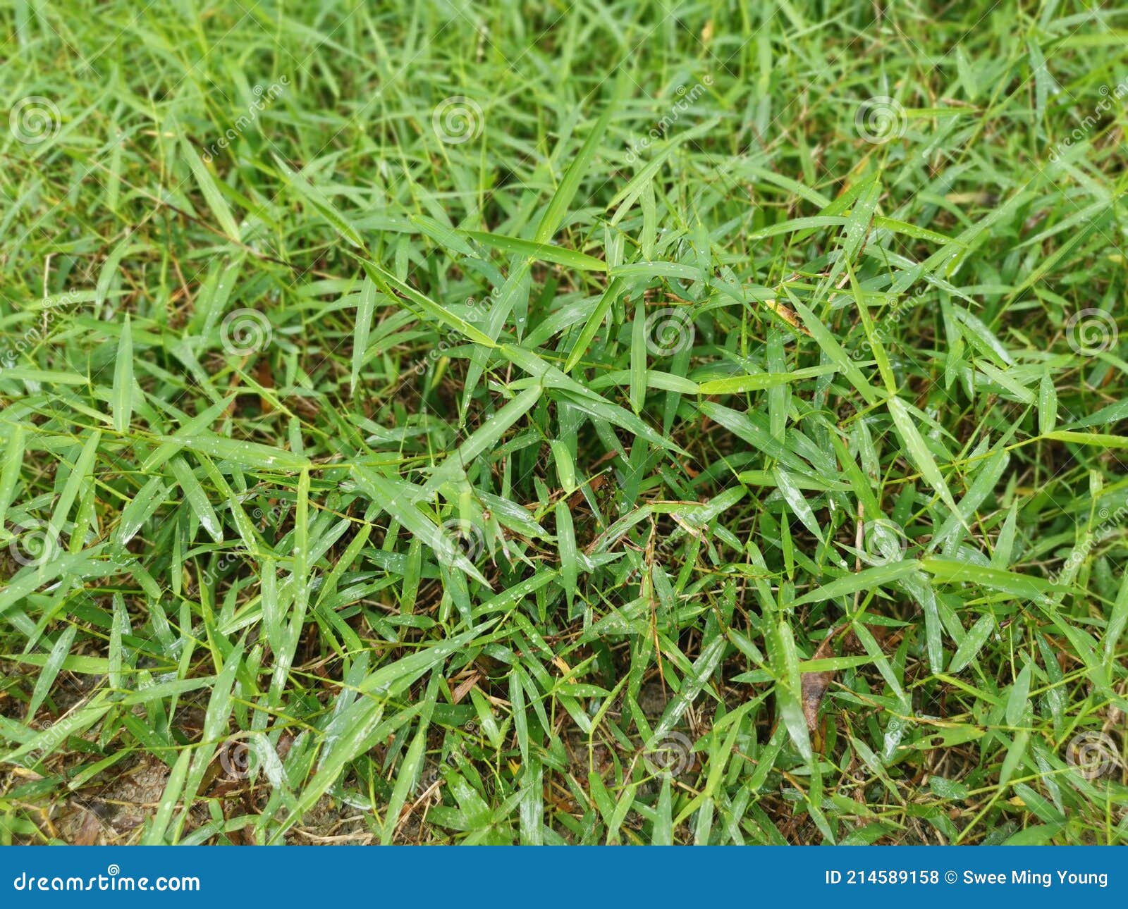 Field Full of Wild Dynodon Dactylon Grass Stock Photo - Image of ...
