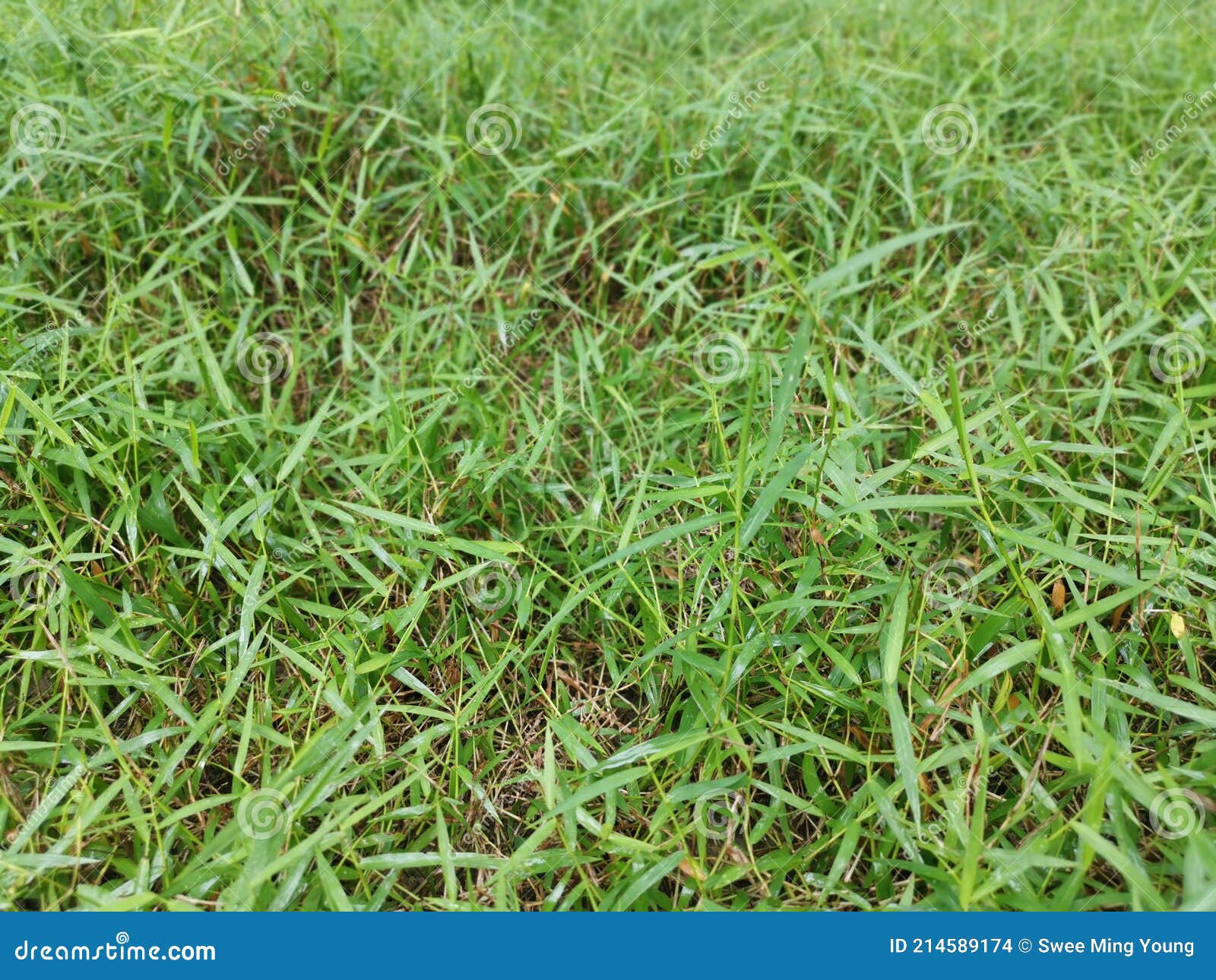 Field Full of Wild Dynodon Dactylon Grass Stock Photo - Image of dhoob ...