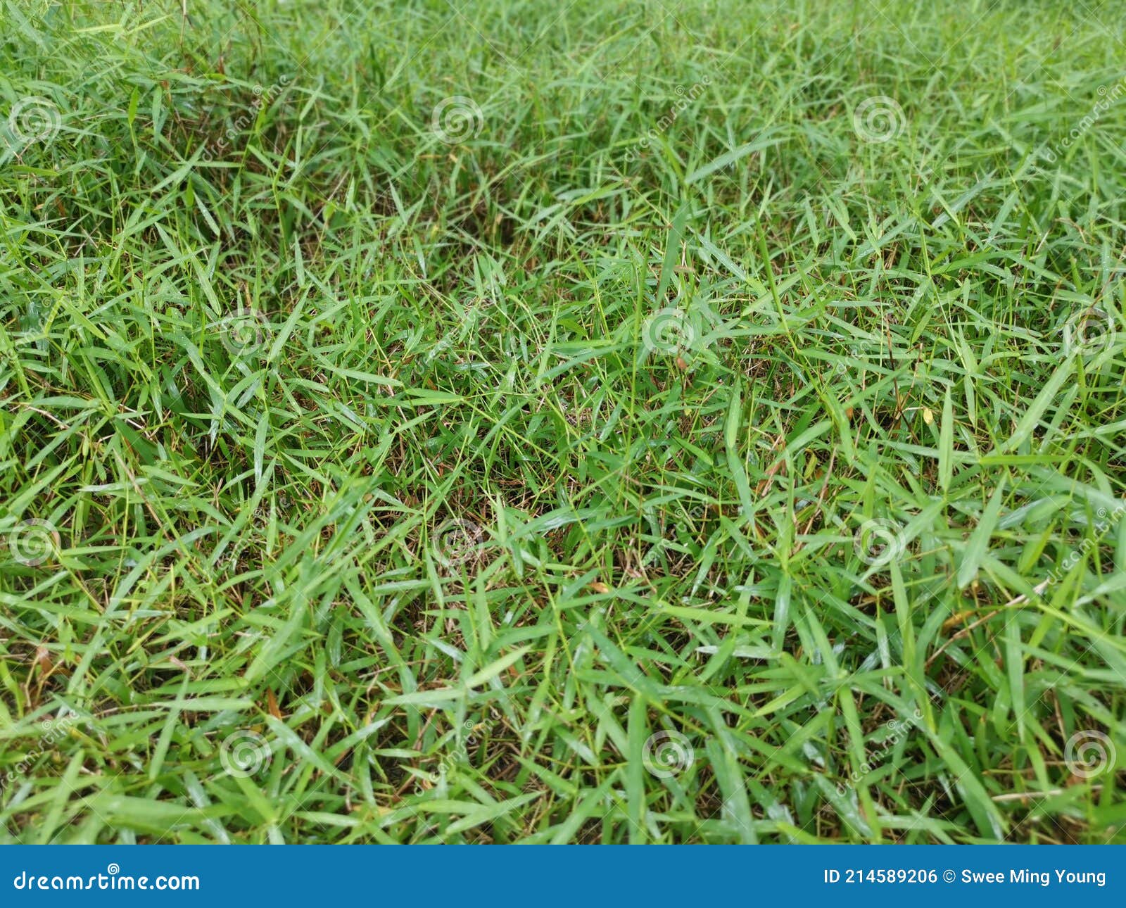 Field Full of Wild Dynodon Dactylon Grass Stock Photo - Image of ...