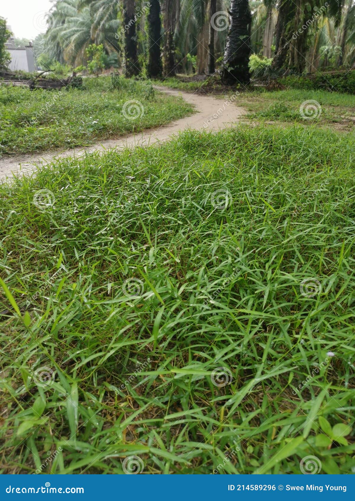Field Full of Wild Dynodon Dactylon Grass Stock Photo - Image of doab ...