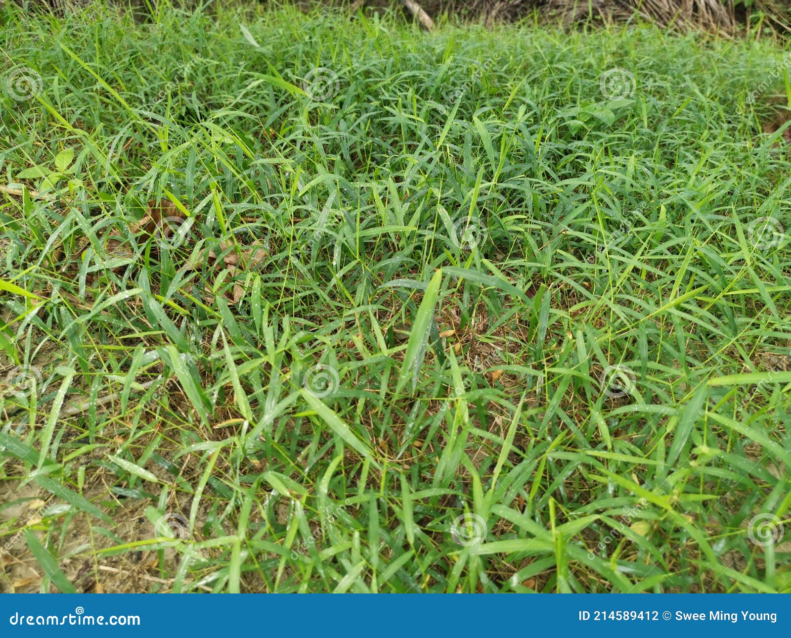 Field Full of Wild Dynodon Dactylon Grass Stock Photo - Image of green ...