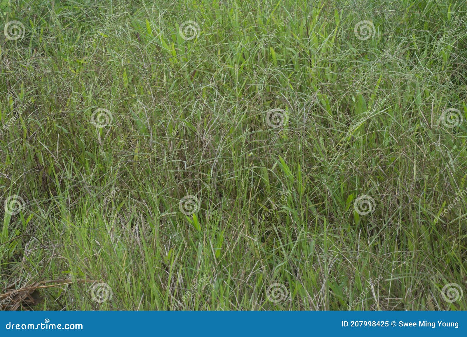 Image of the Wild Paspalum Notatum Weed Grasses. Stock Image - Image of ...