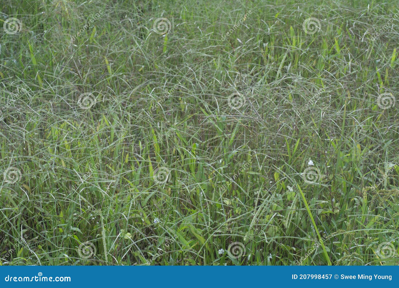 Image of the Wild Paspalum Notatum Weed Grasses. Stock Image - Image of ...