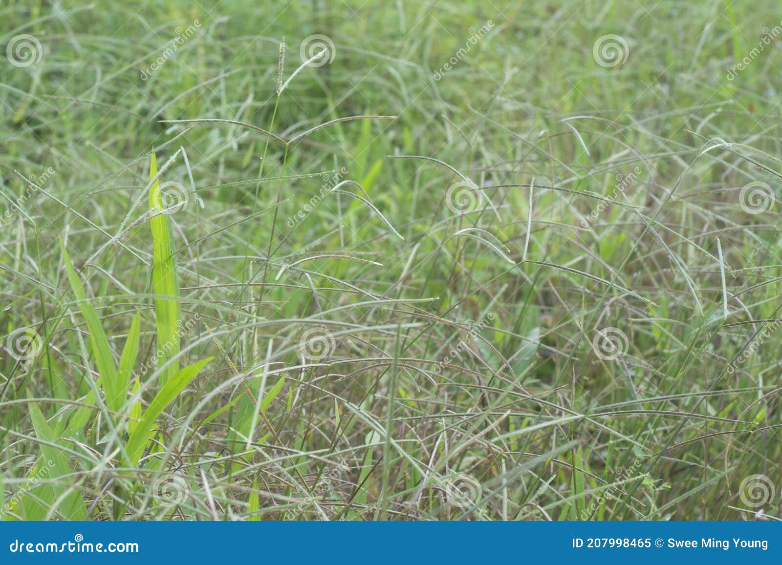 Image of the Wild Paspalum Notatum Weed Grasses. Stock Image - Image of ...