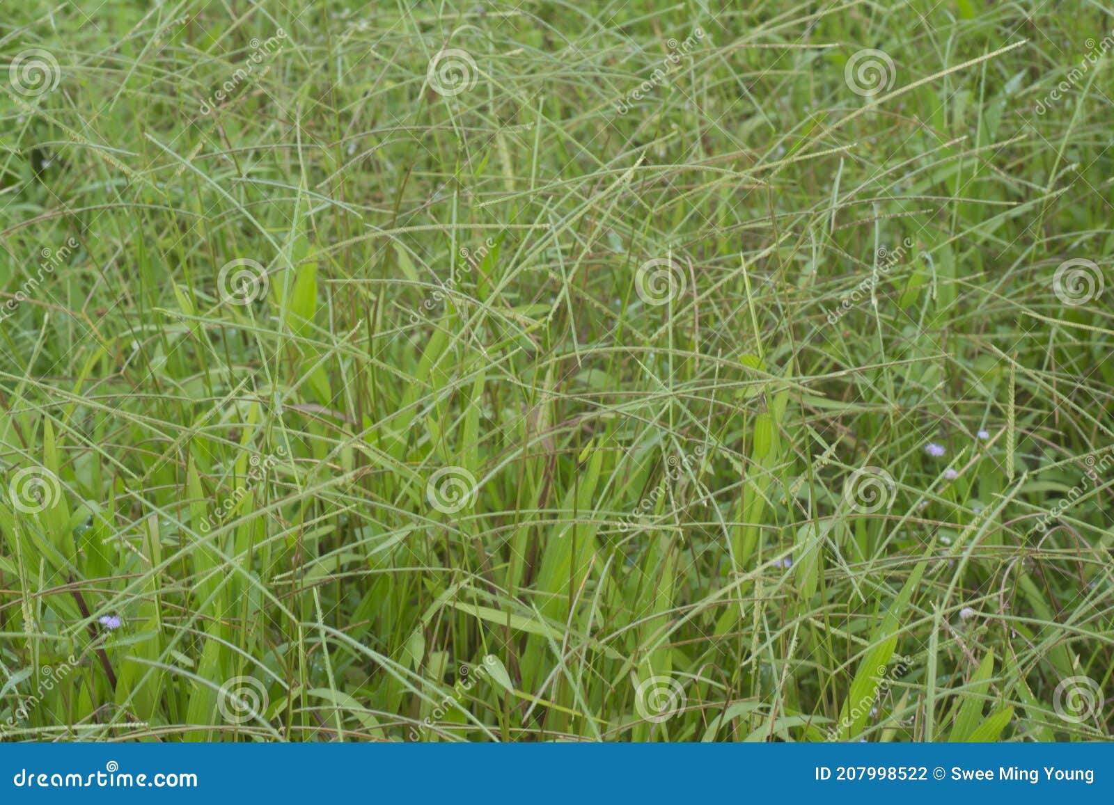 Image of the Wild Paspalum Notatum Weed Grasses. Stock Photo - Image of ...