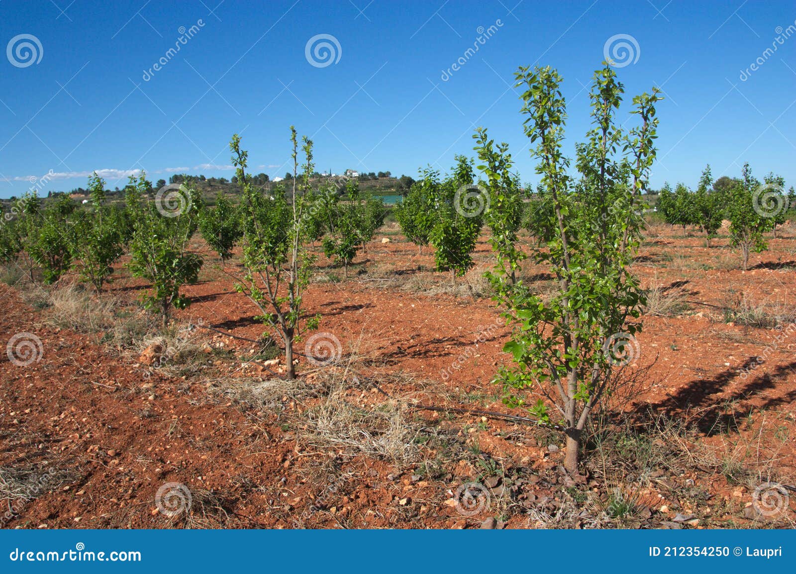 Image of a Field with Young Persimmon Trees Stock Photo - Image of farm ...