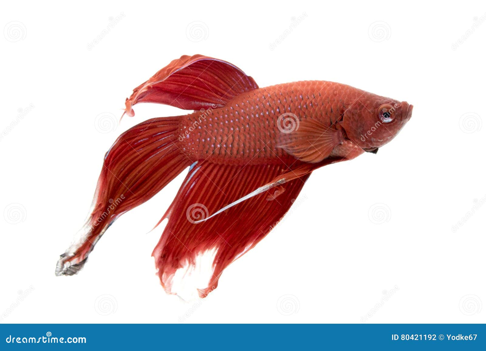 Image of a Fighting Fish on White Background. Stock Photo - Image of ...