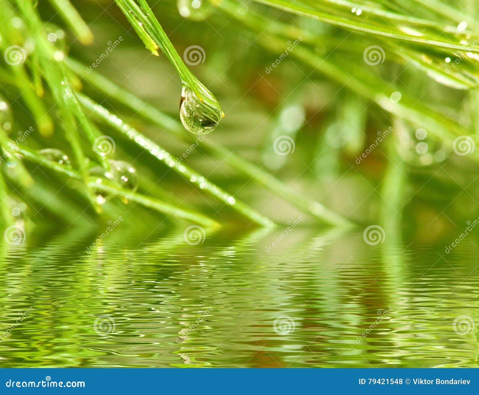 Image of Fir Branches Above the Water Close-up Stock Photo - Image of ...