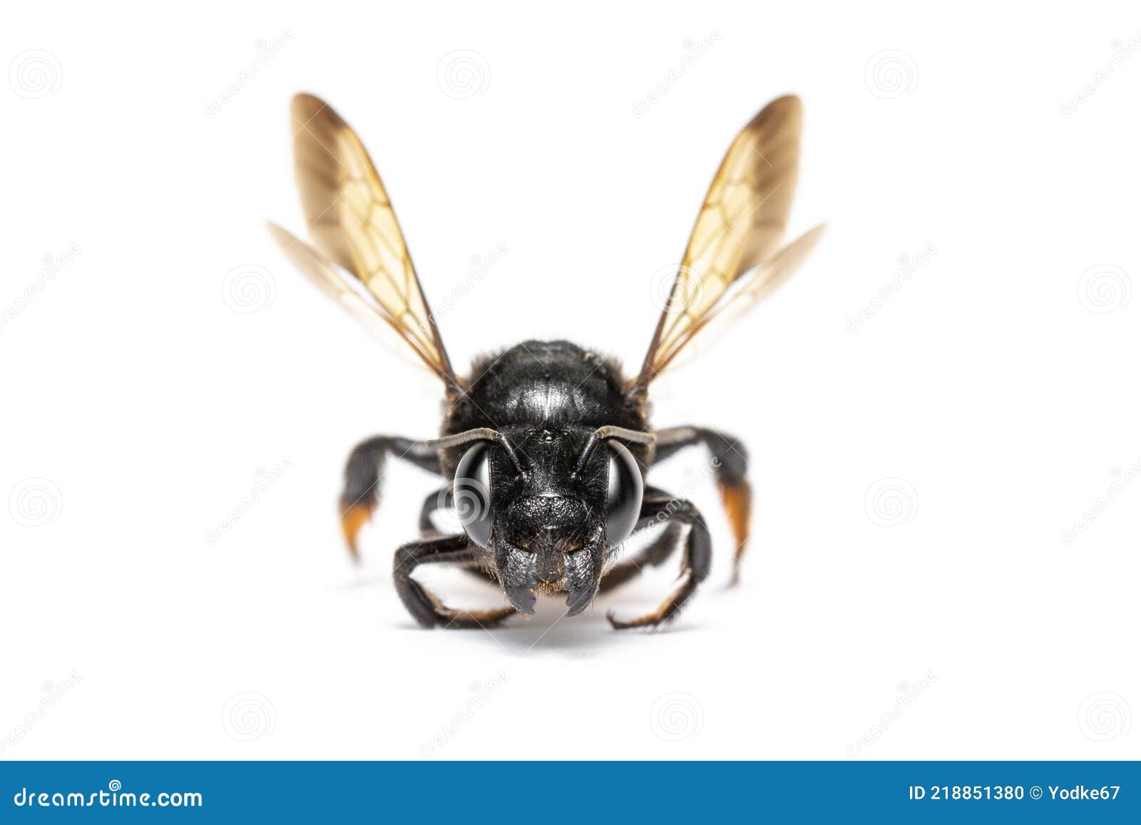 Image of Fire Tail Resin Bee Isolated on White Background. Animal Stock ...