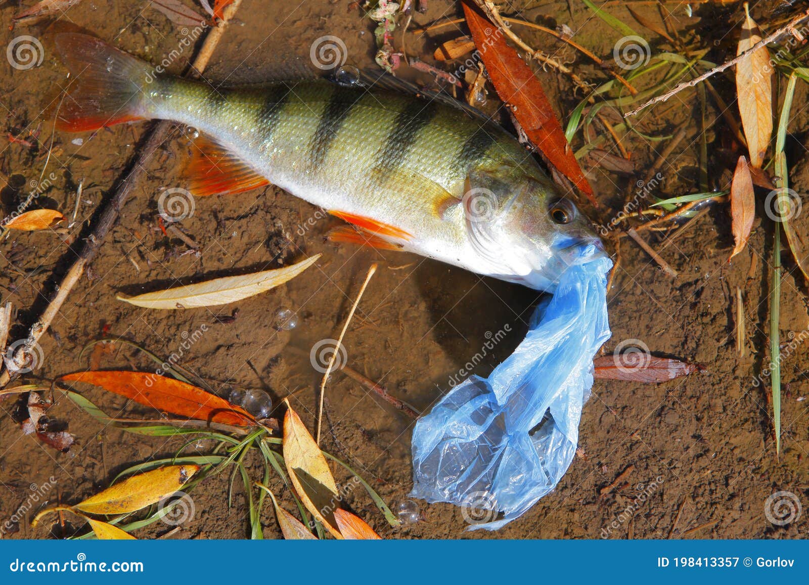 Image of Fish Garbage Ground Stock Image - Image of environment ...