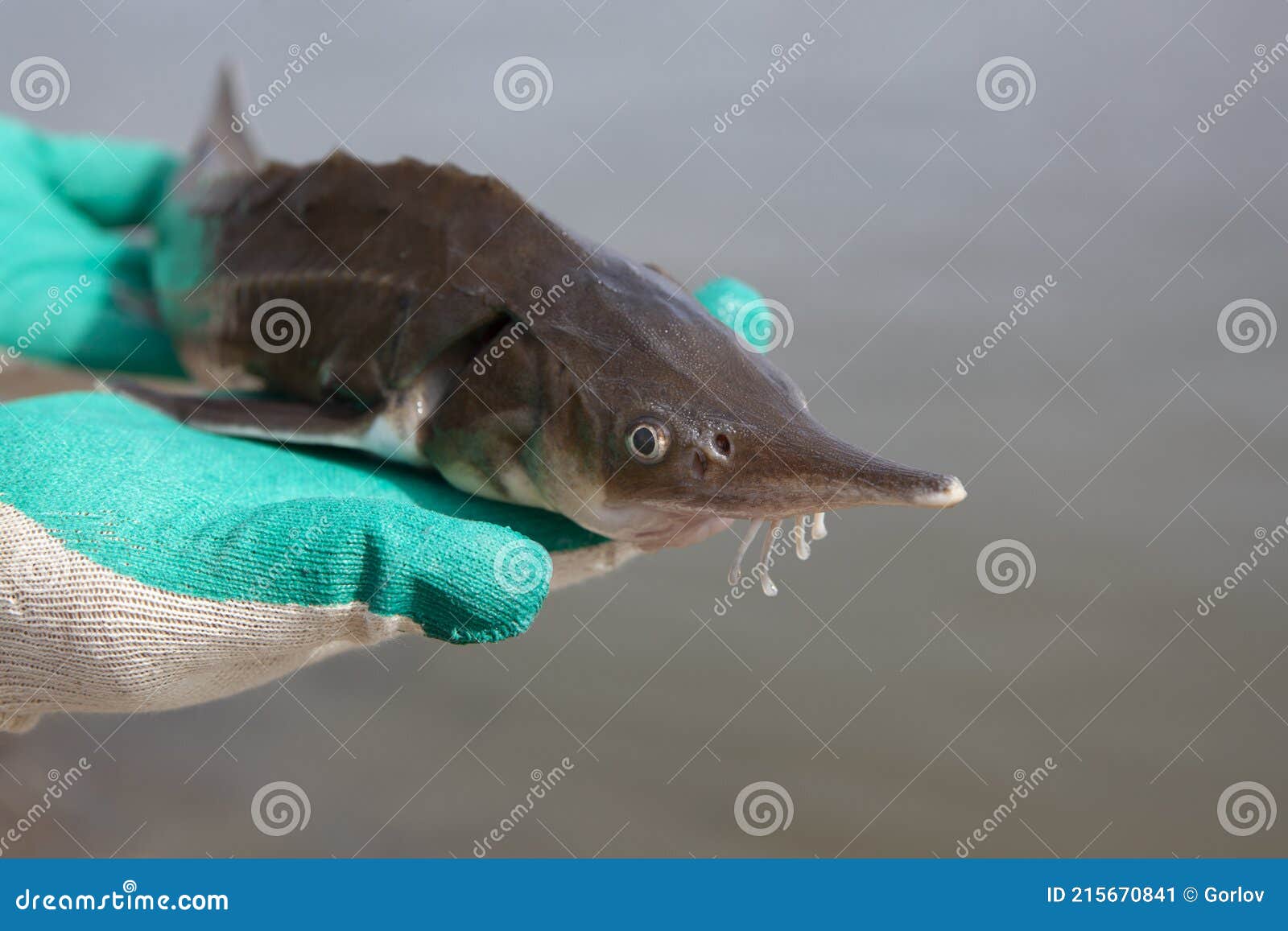 Image of Fish Hand Glove River Background Stock Image - Image of ...