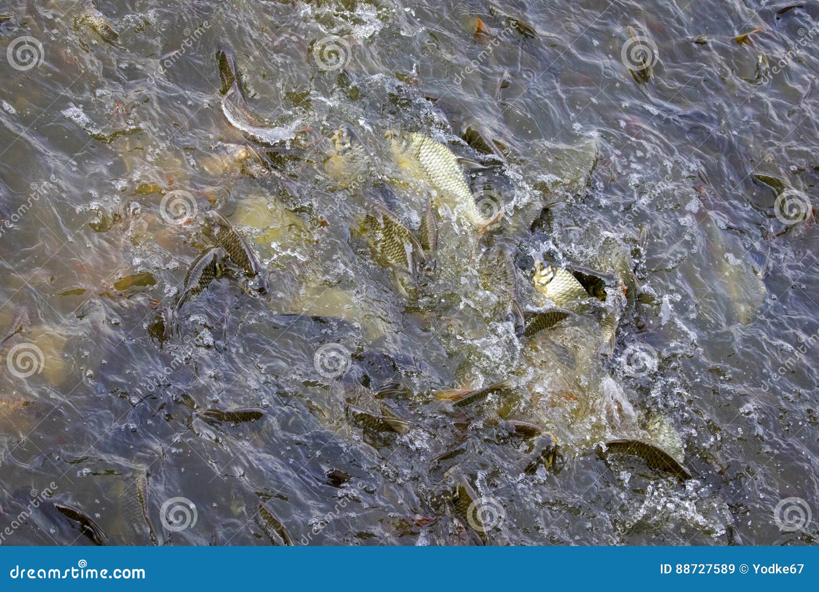 Image of a Fish Herd in the WaterJava Barb, Silver Barb. Stock Image ...