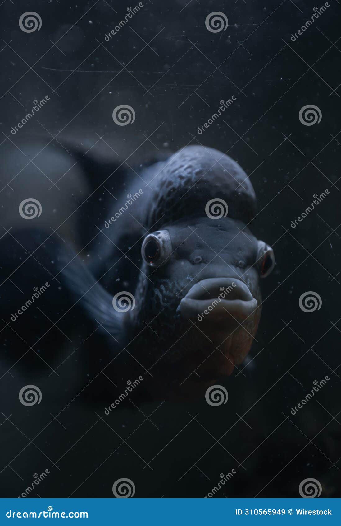 An Image of a Fish that is Looking at the Camera Stock Image - Image of ...